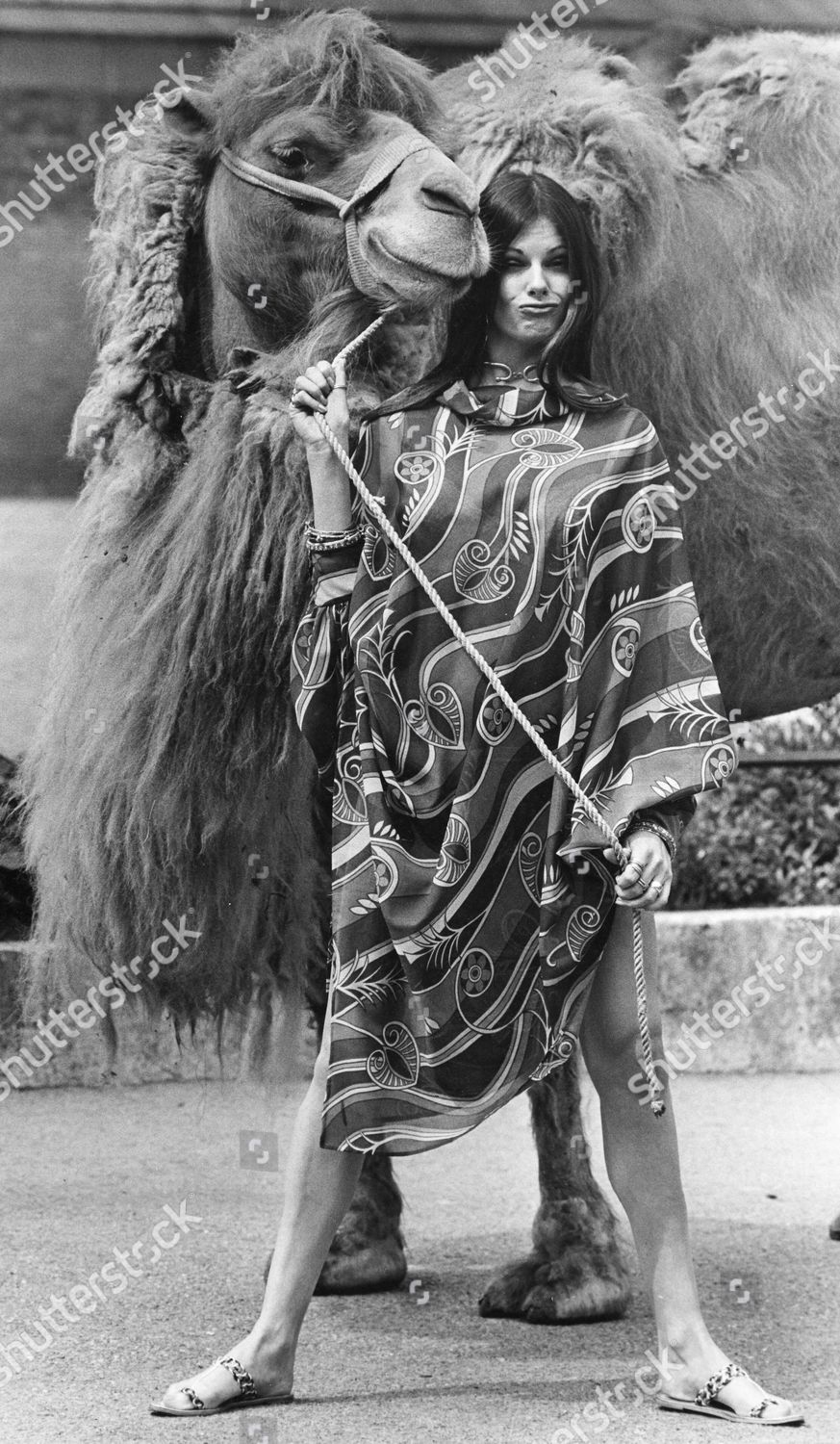 Gale Allen Model Camels London Zoo Editorial Stock Photo - Stock Image ...