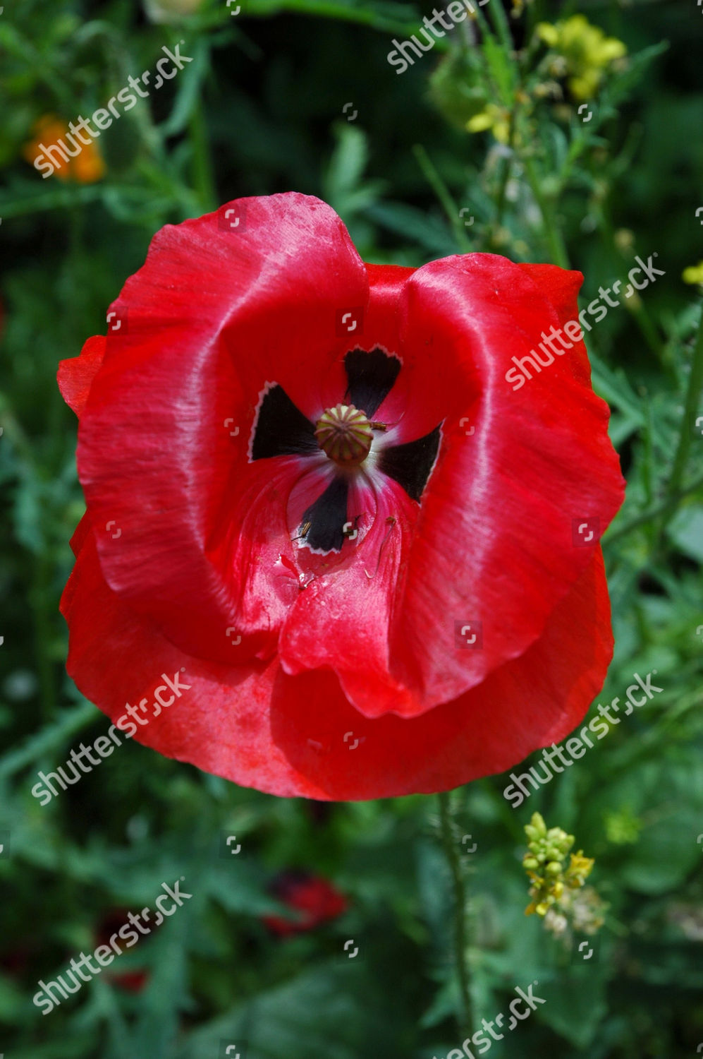 English Red Poppy German Iron Cross Editorial Stock Photo - Stock Image ...