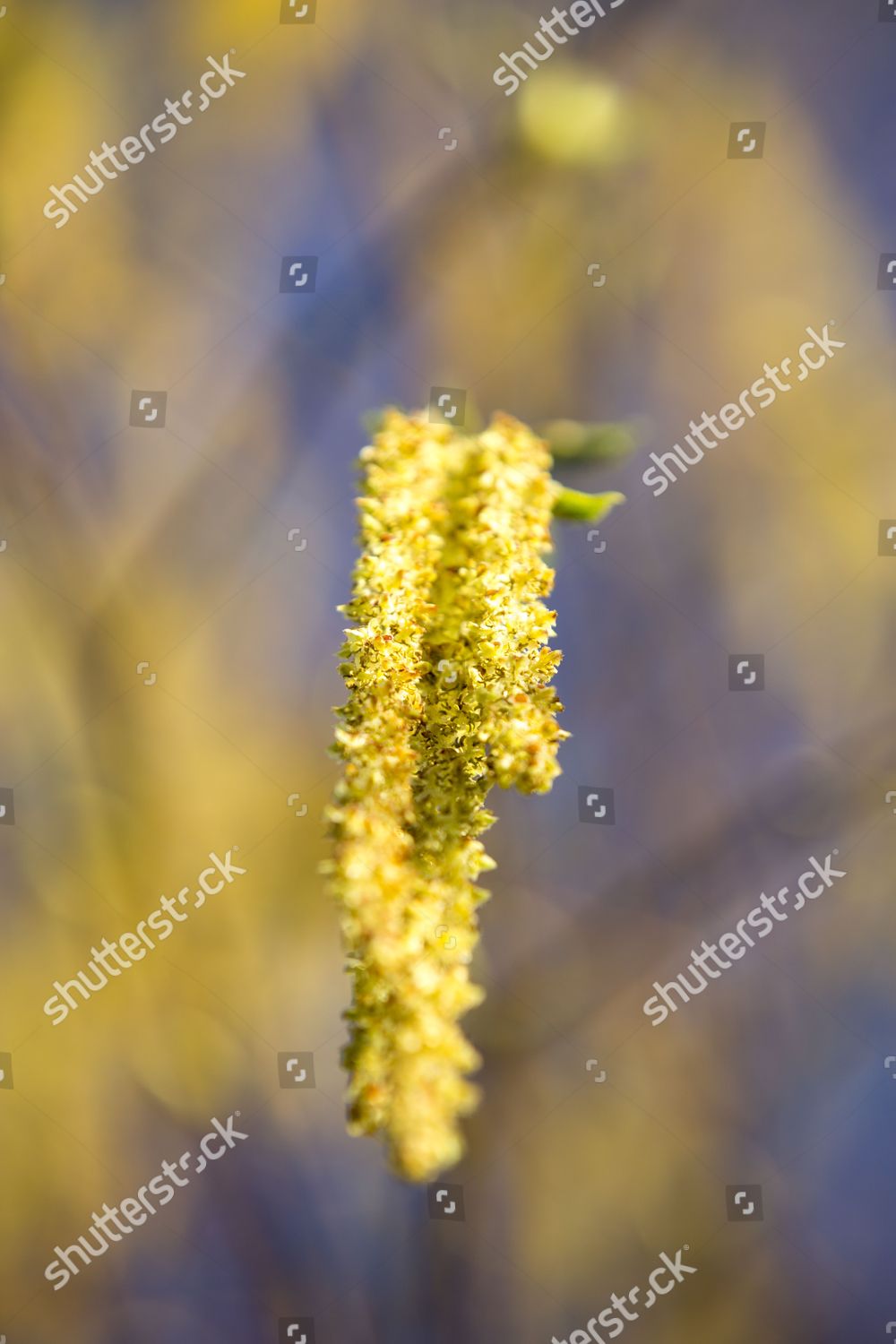 Catkins On Silver Birch Tree Editorial Stock Photo - Stock Image ...