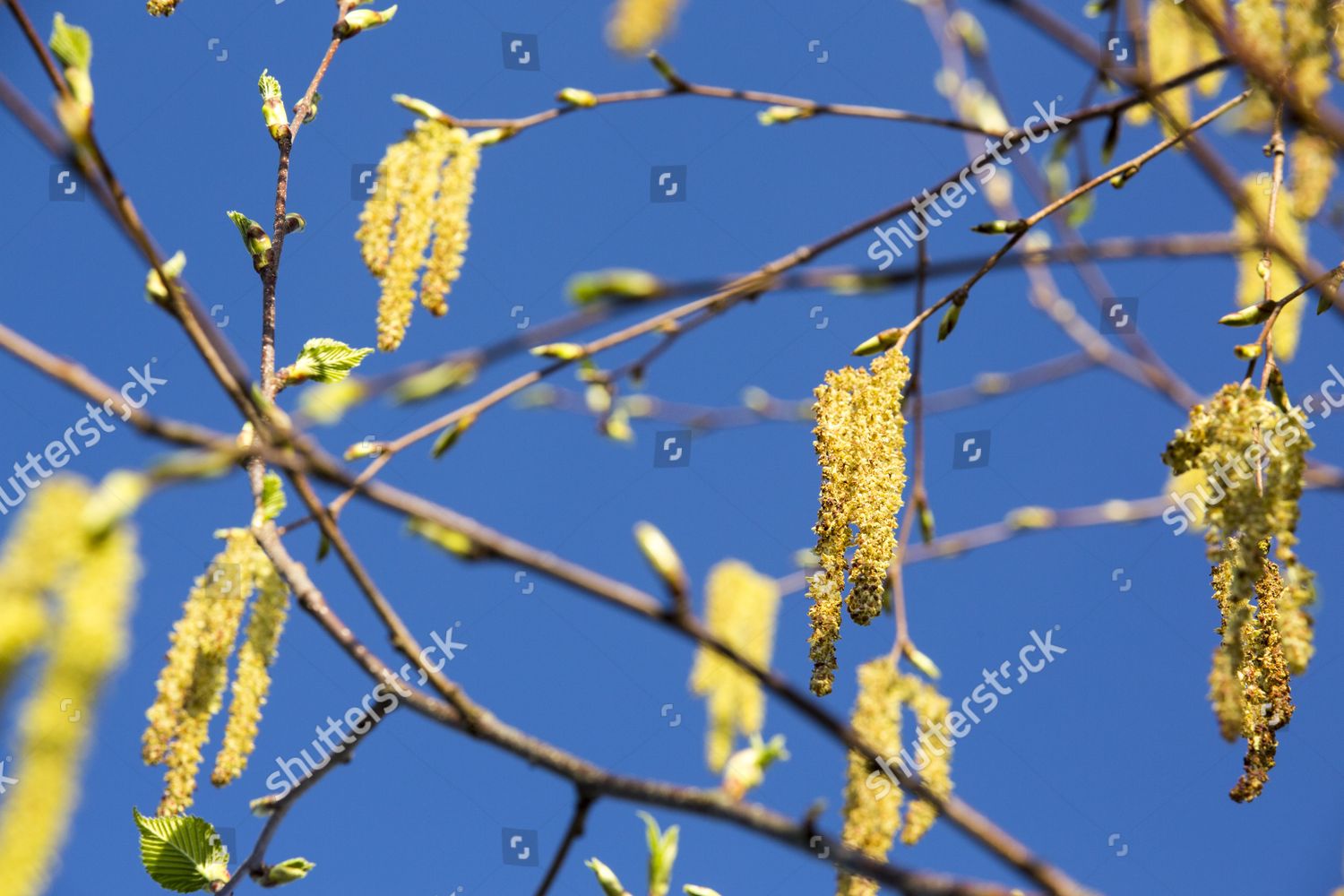 Catkins On Silver Birch Tree Editorial Stock Photo - Stock Image ...