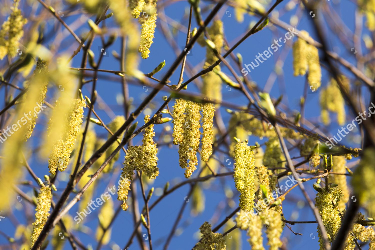 Catkins On Silver Birch Tree Editorial Stock Photo - Stock Image ...