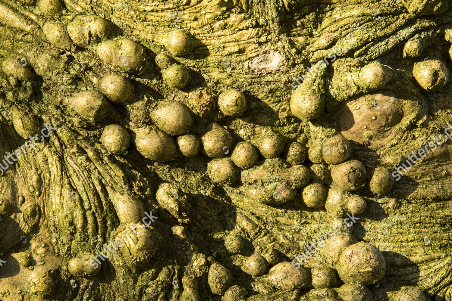 Knobbly Growths On Holly Tree Trunk Editorial Stock Photo - Stock Image ...