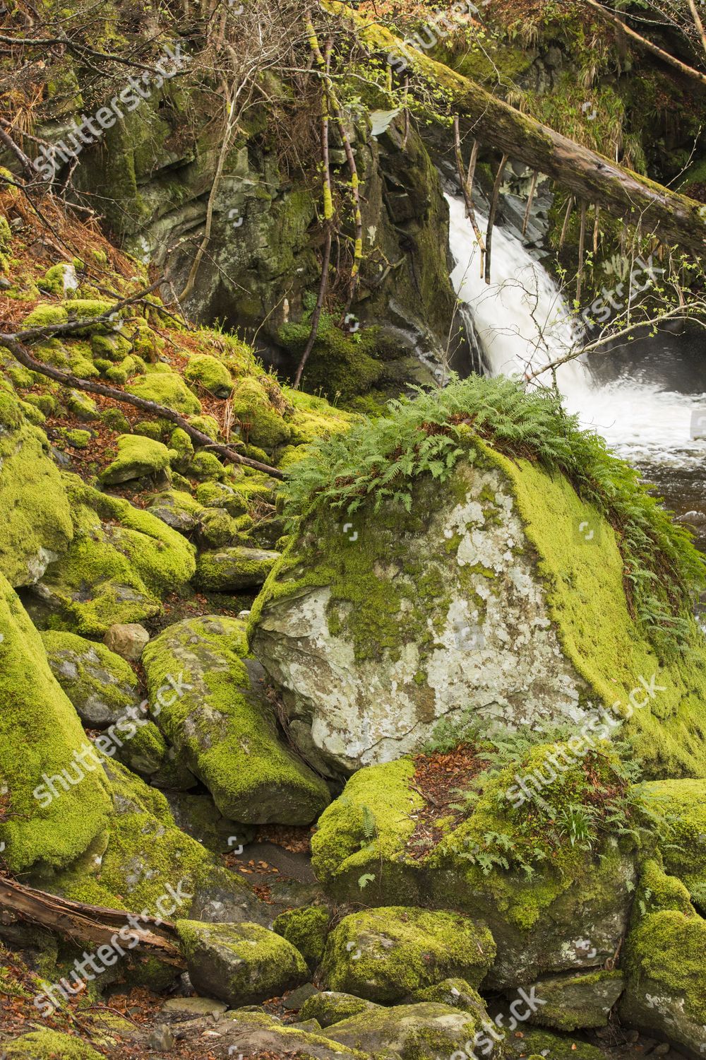 Falls Acharn Near Loch Tay Scotland Editorial Stock Photo - Stock Image ...