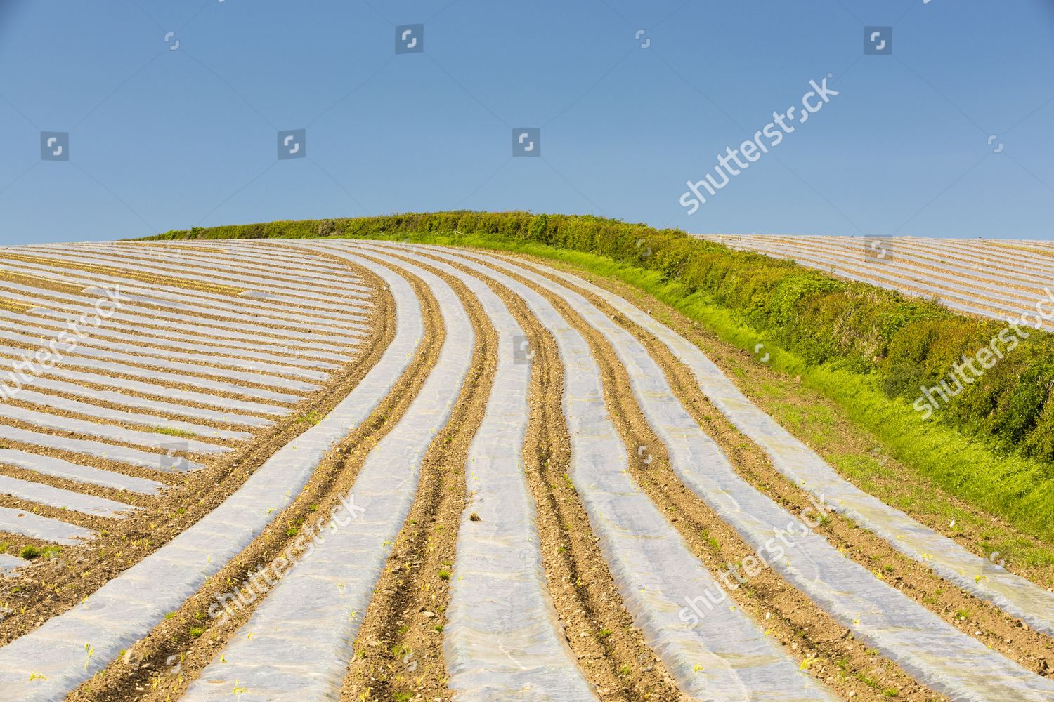 Crop Covered Rows Plastic Sheeting Field Editorial Stock Photo - Stock ...