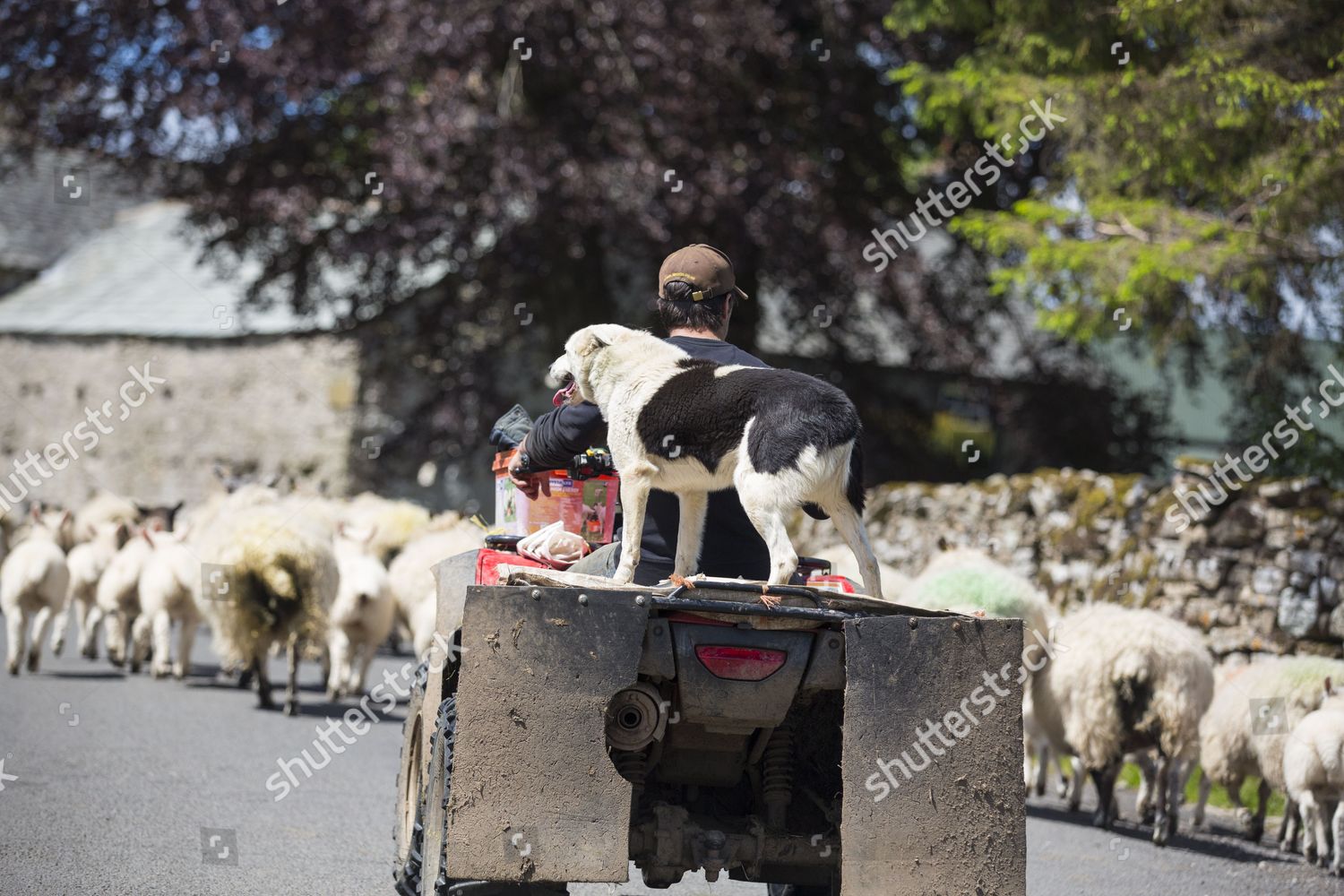 Farmer Droving Sheep Quad Bike Near Editorial Stock Photo - Stock Image ...