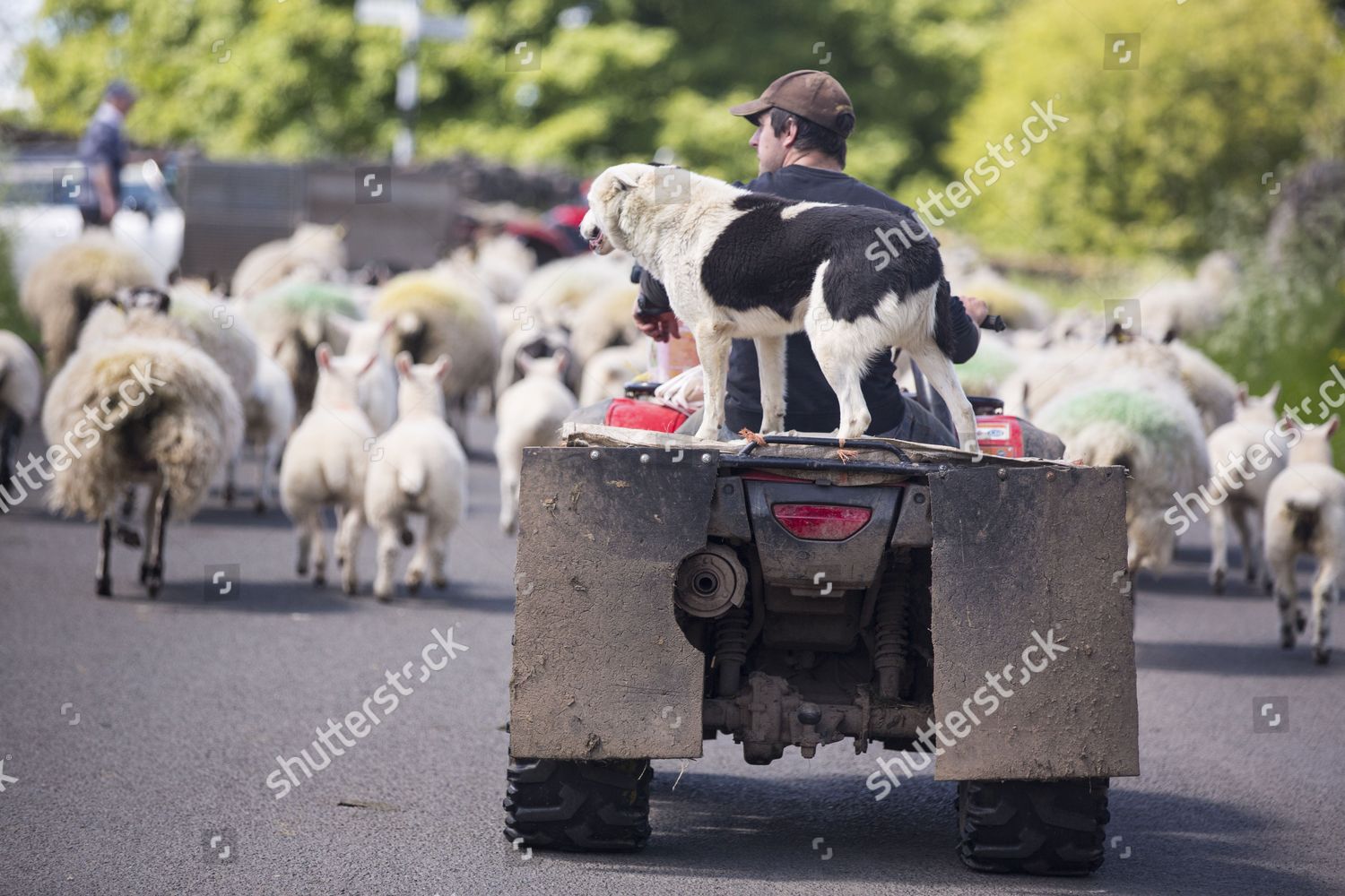 Farmer Droving Sheep Quad Bike Near Editorial Stock Photo - Stock Image ...