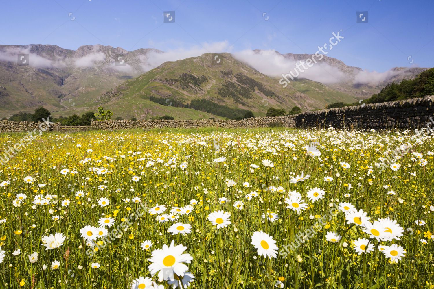 Traditional Hay Meadows Head Langdale Valley Editorial Stock Photo ...
