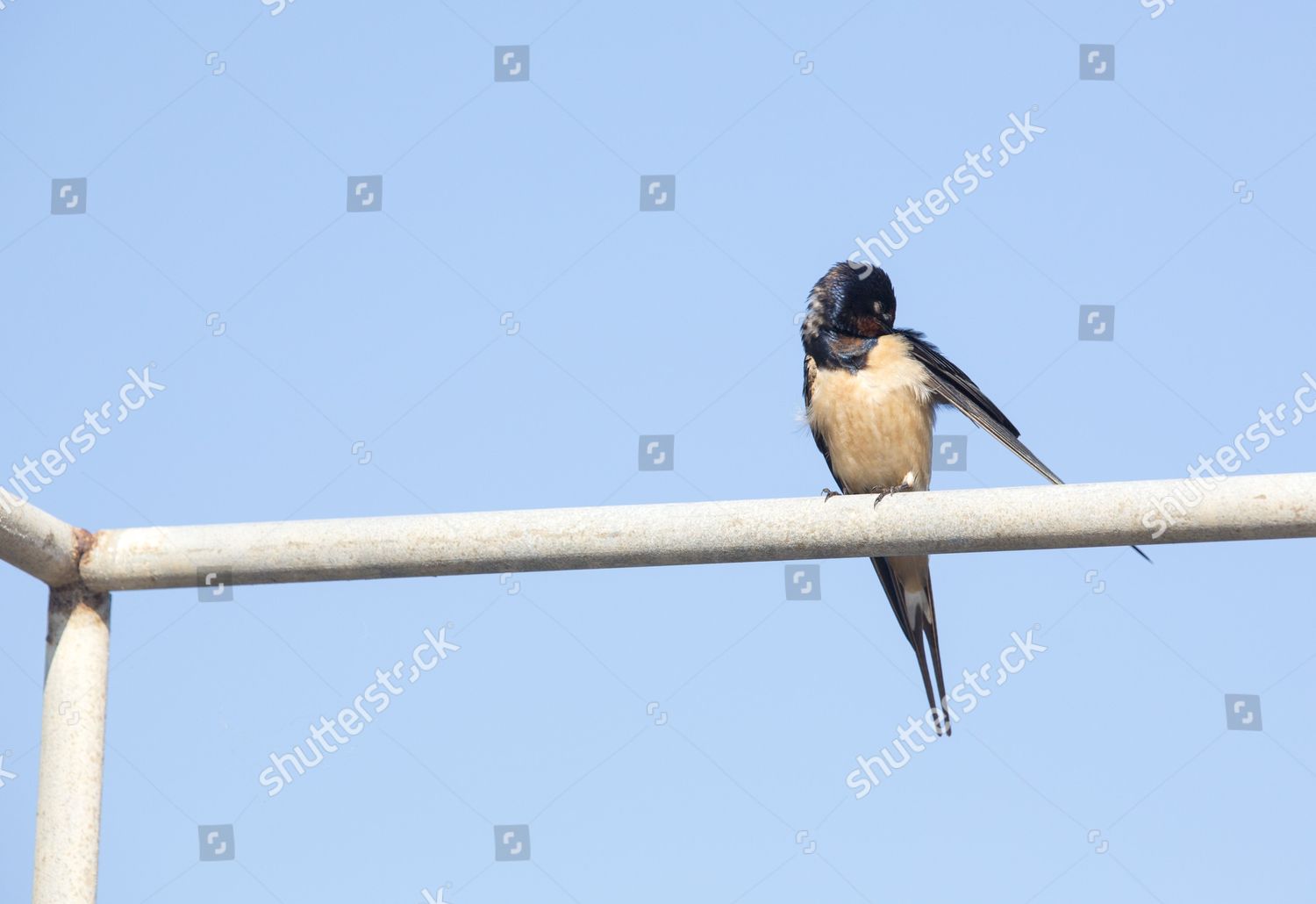 Barn Swallow Hirundo Rustica Sivota Greece Editorial Stock Photo ...