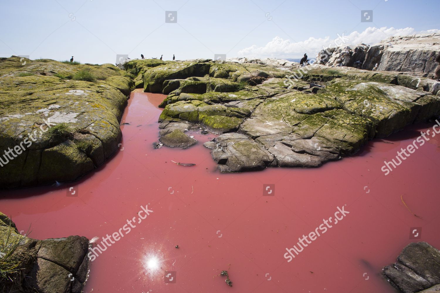 Pool Coloured Red Algae That Have Editorial Stock Photo - Stock Image ...