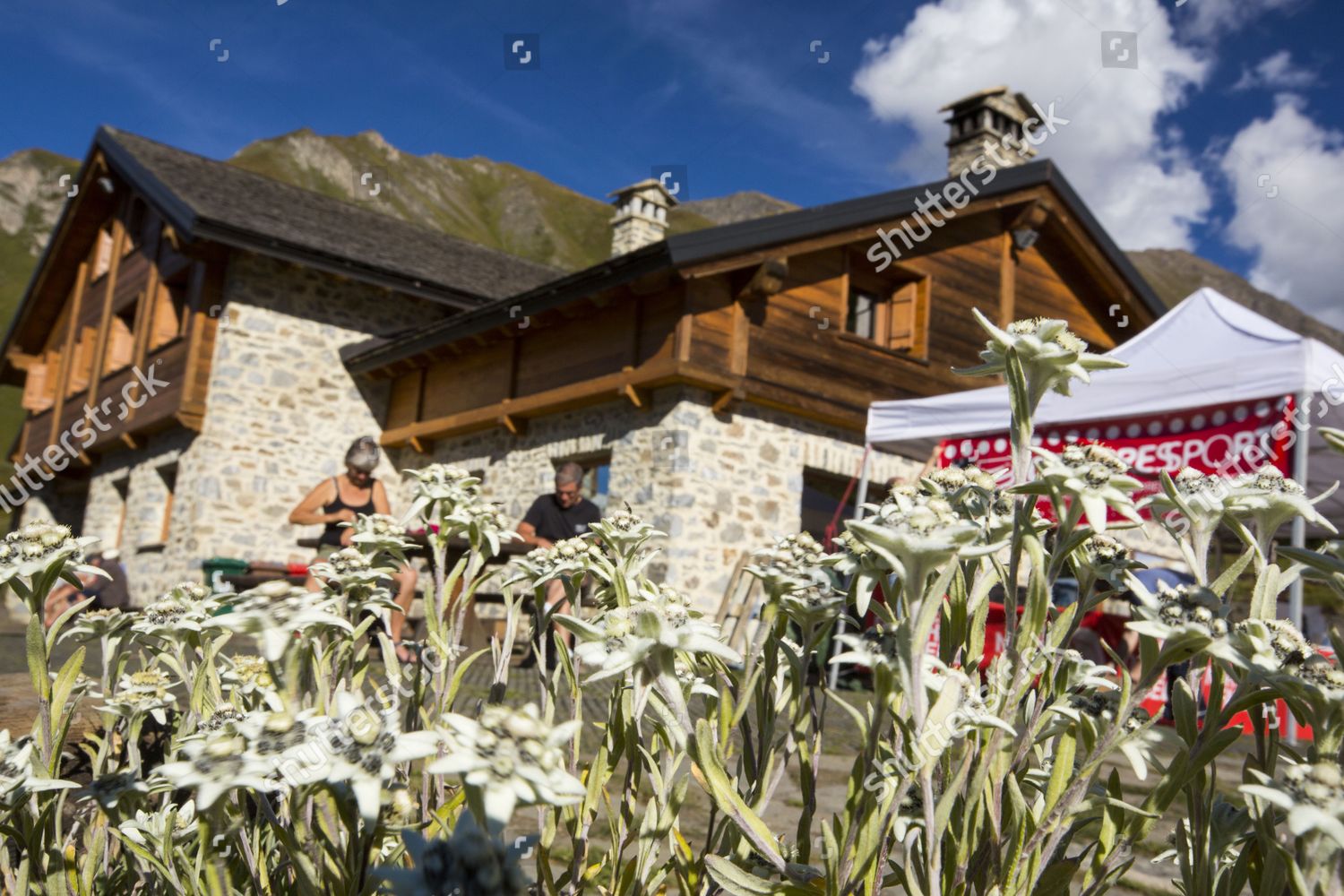Edelweisse Growing Outside Bonatti Hut Opposite Editorial Stock Photo ...