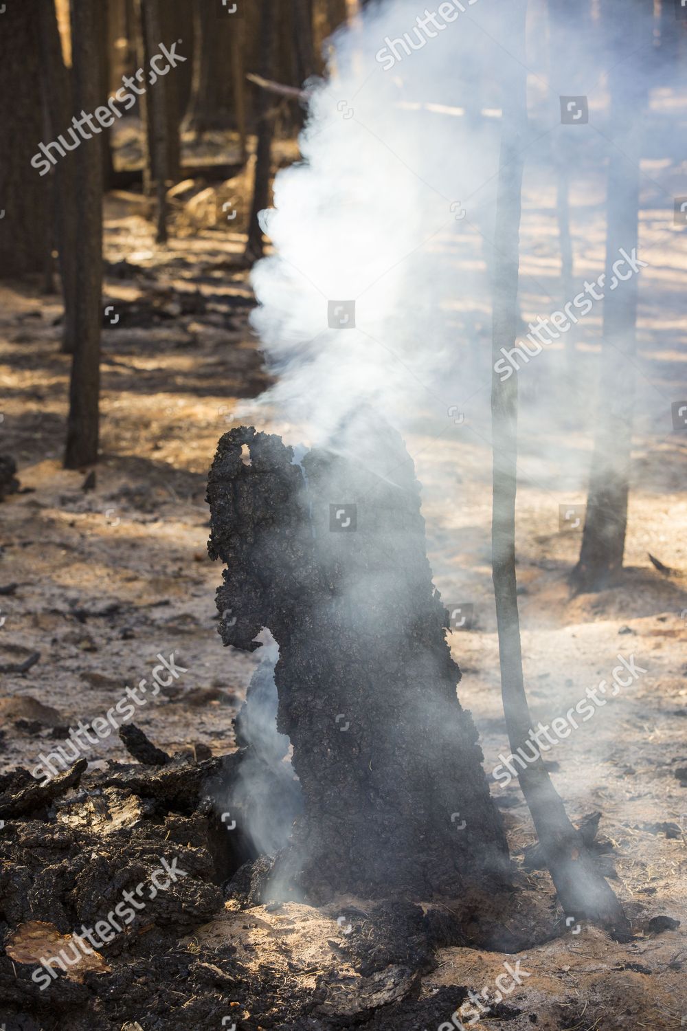 Forest Fire Destroys Area Forest Little Editorial Stock Photo - Stock ...