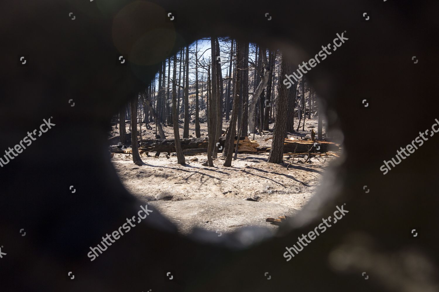Forest Fire Destroys Area Forest Little Editorial Stock Photo - Stock ...