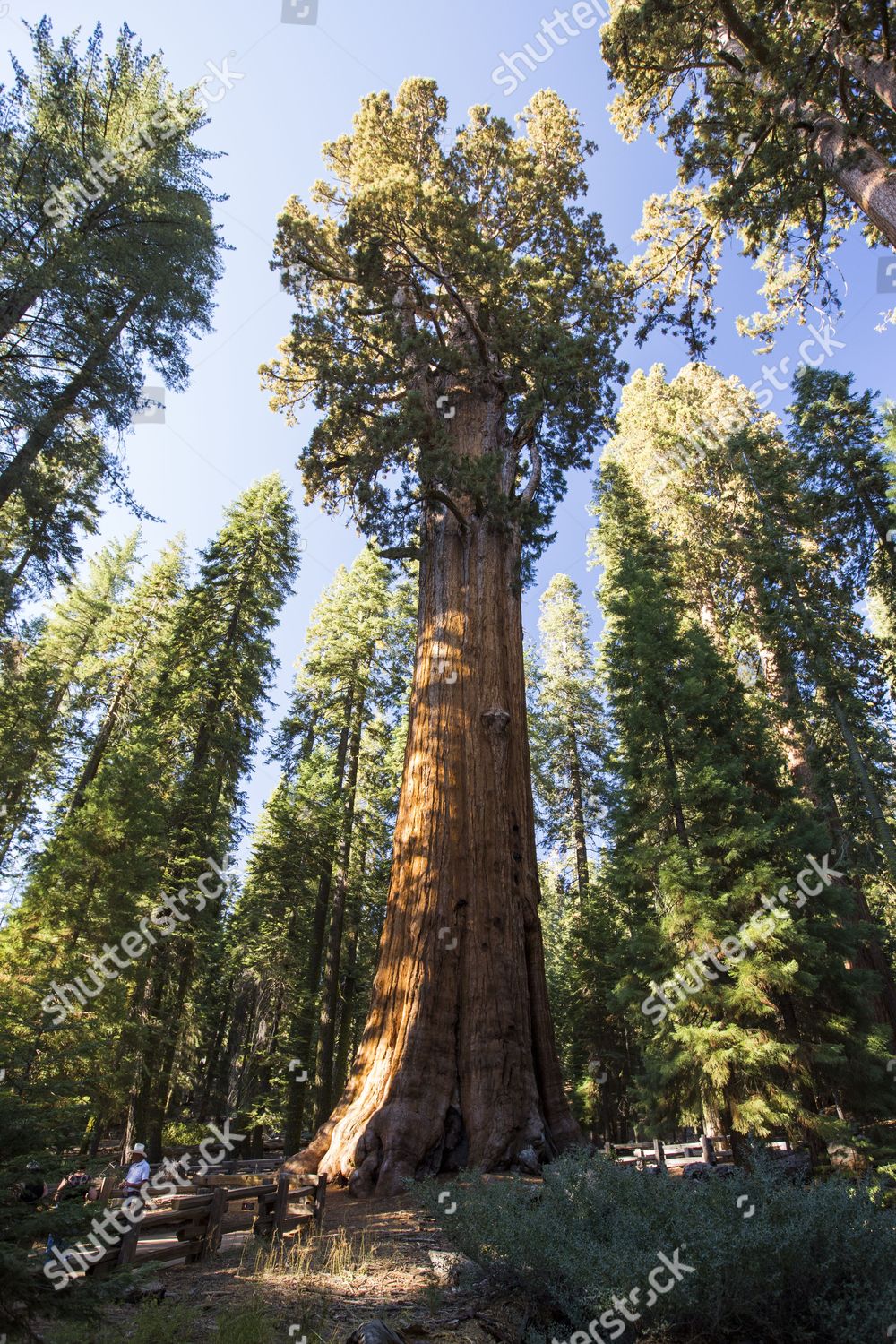 General Sherman Tree Giant Redwood Sequoia Editorial Stock Photo ...