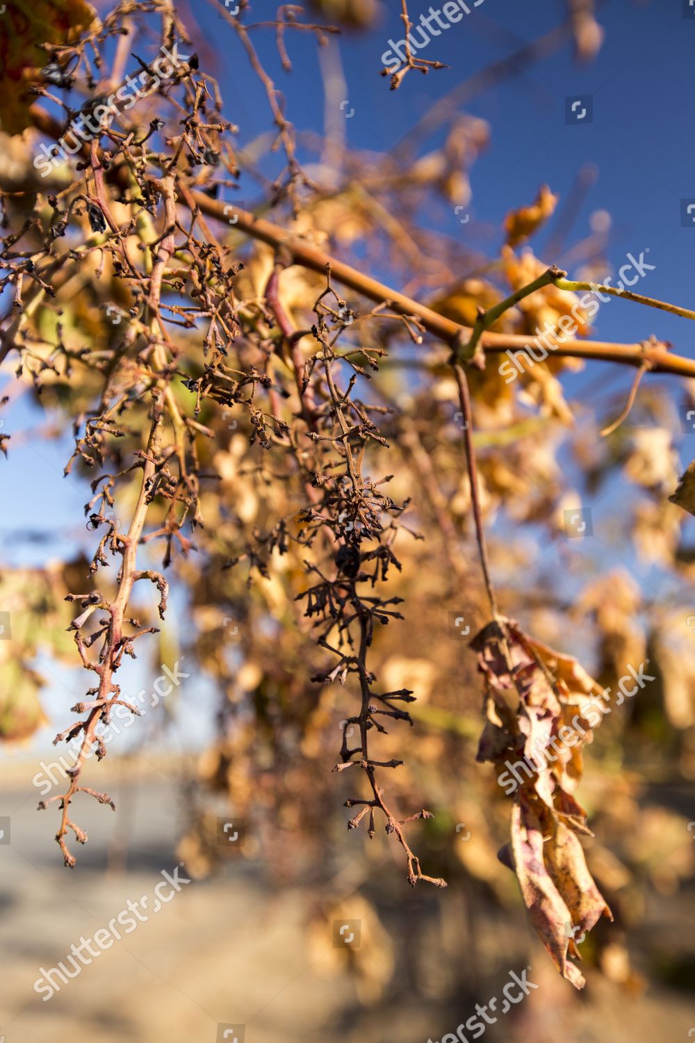 Dying Grape Vines Bakersfield California Usa Editorial Stock Photo ...