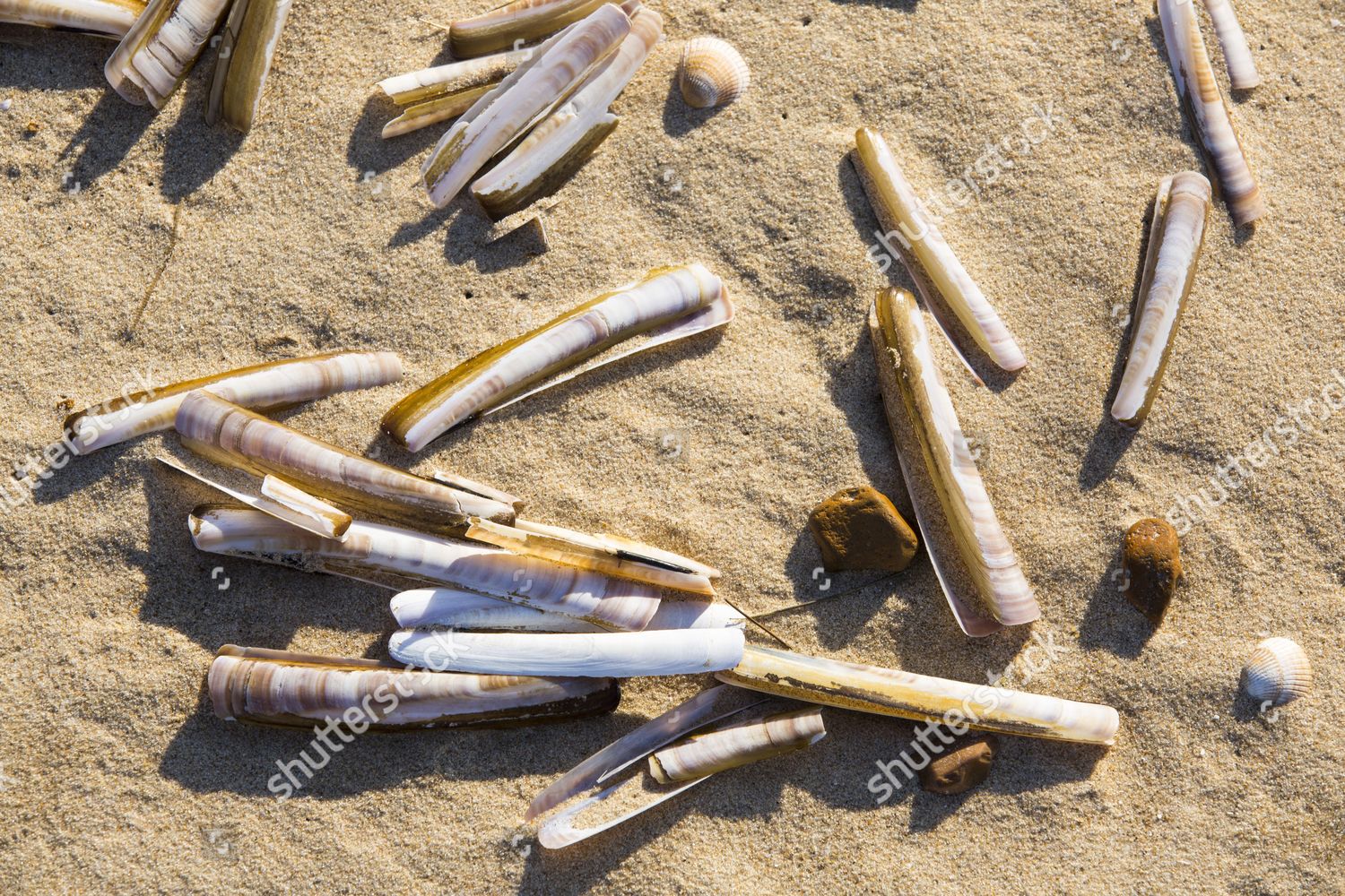 Razor Shells Ensis Arcuatus On Beach Editorial Stock Photo - Stock ...