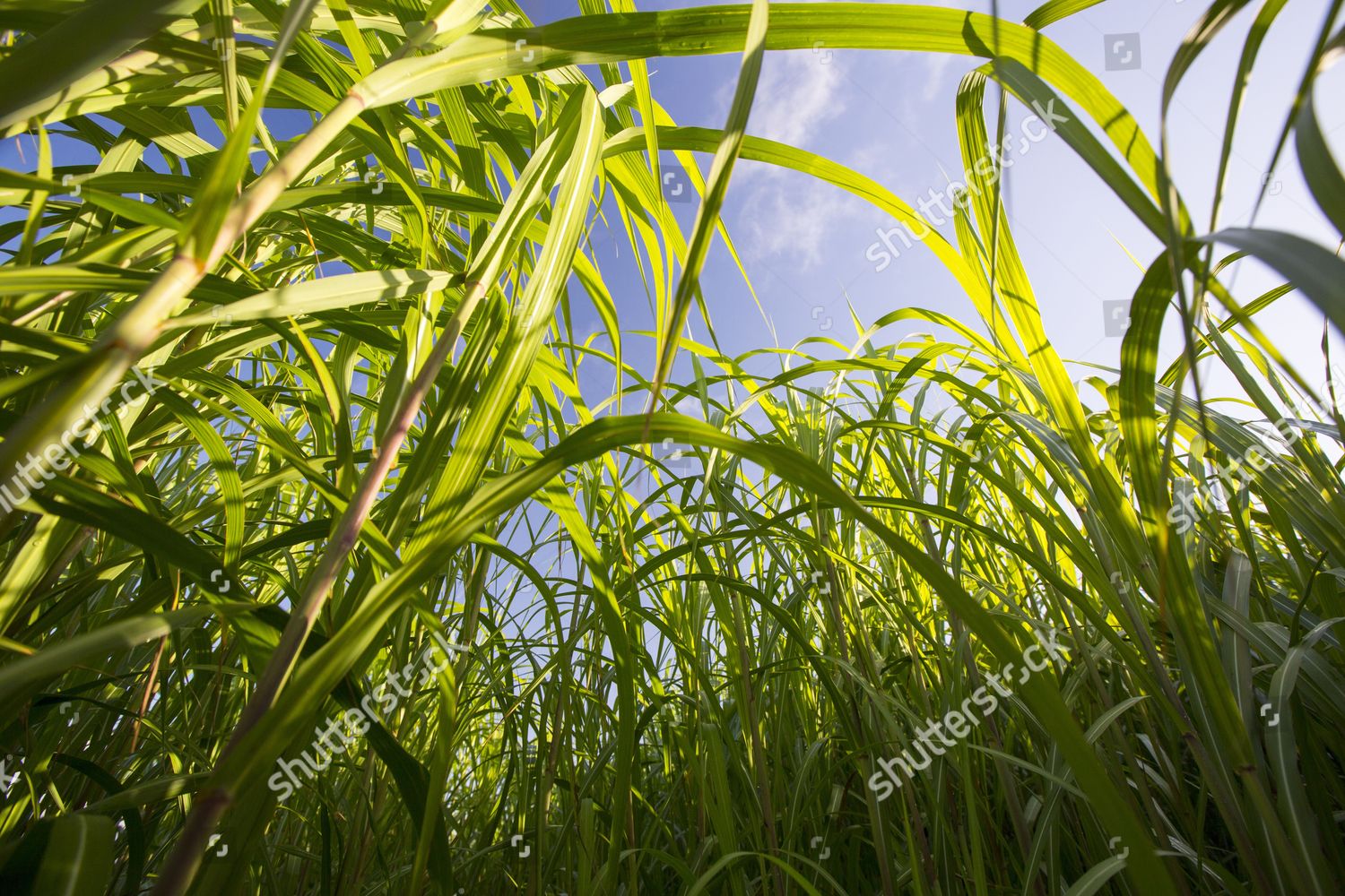 Elephant Grass Pennisetum Purpureum Being Grown Editorial Stock Photo ...