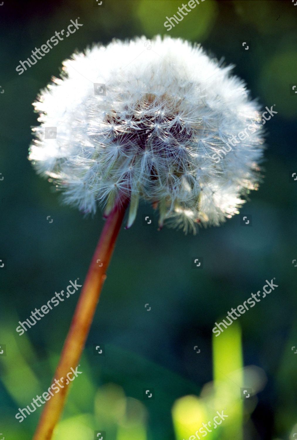 Bloomed Dandelion Taraxum Officinale Editorial Stock Photo - Stock ...
