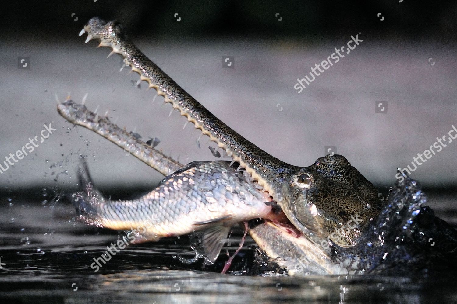 Gavial Eating Carp Editorial Stock Photo - Stock Image | Shutterstock