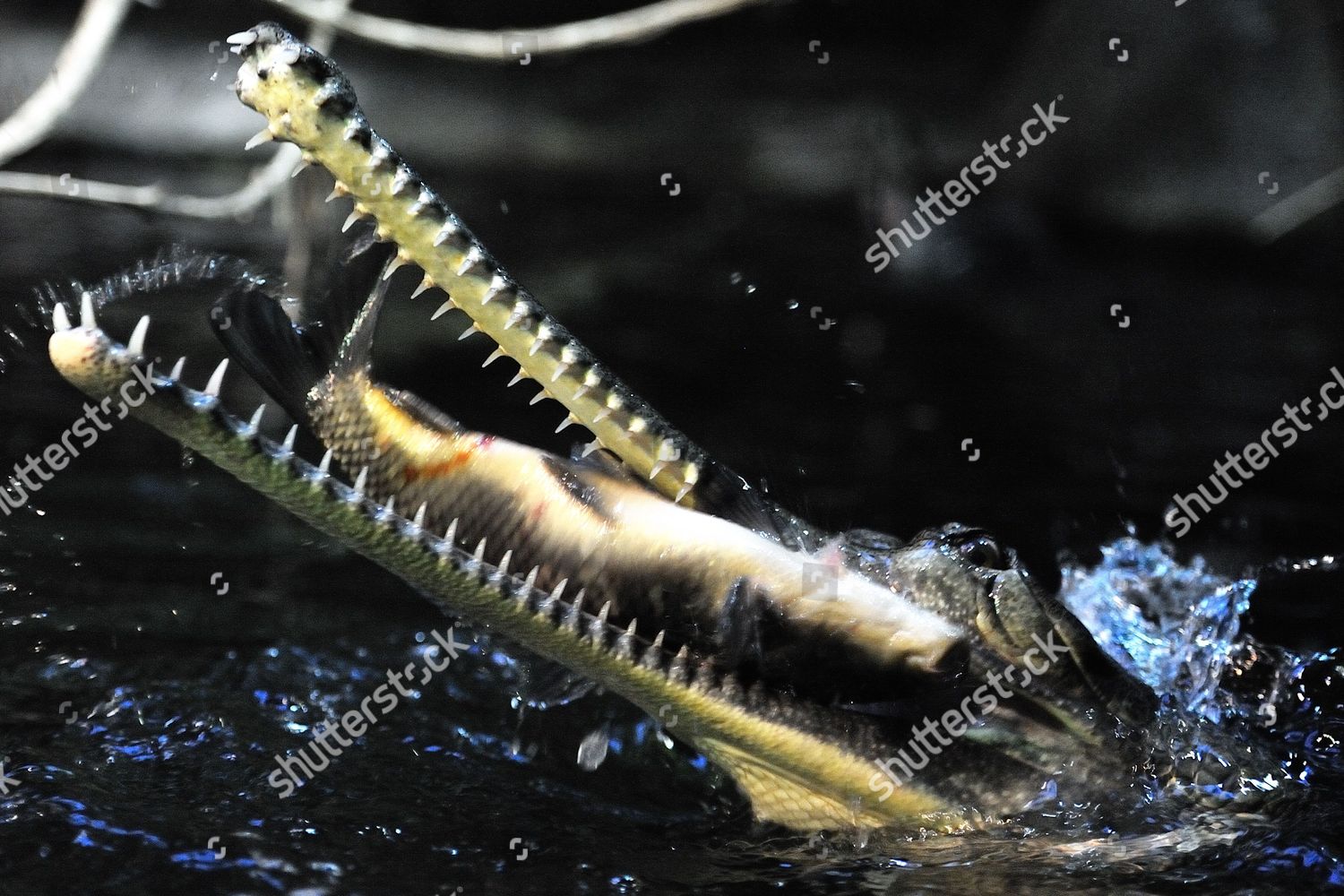 Gavial Eating Carp Editorial Stock Photo - Stock Image | Shutterstock
