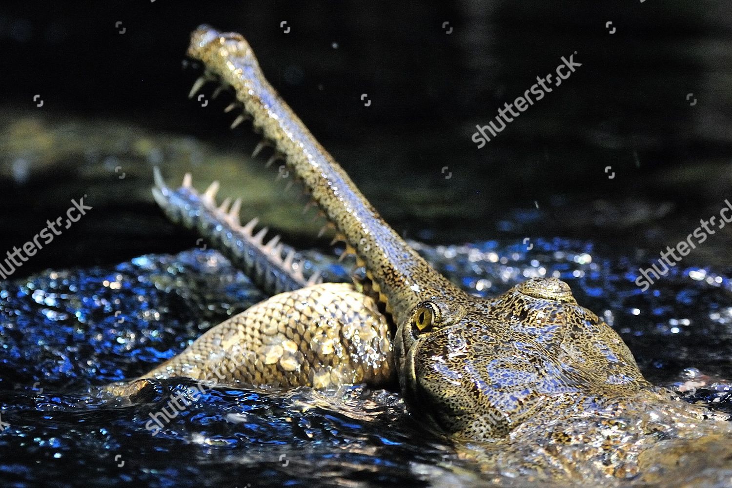 Gavial Eating Carp Editorial Stock Photo - Stock Image | Shutterstock