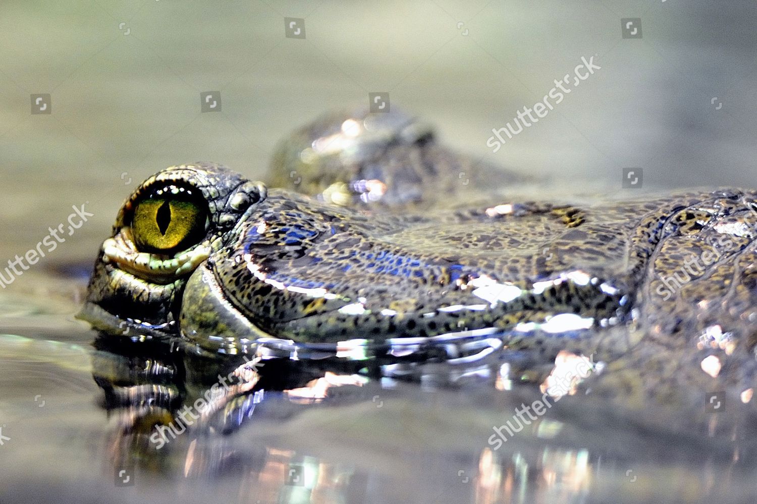 Gavial Eating Carp Editorial Stock Photo - Stock Image | Shutterstock