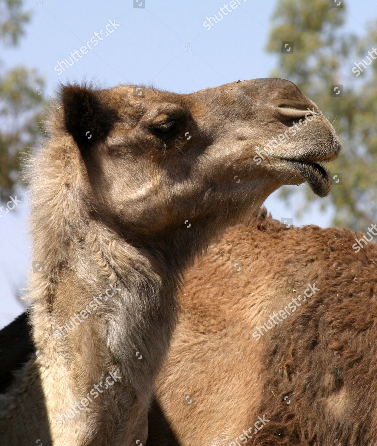 Camel Farm Alice Springs Northern Territory Editorial Stock Photo ...