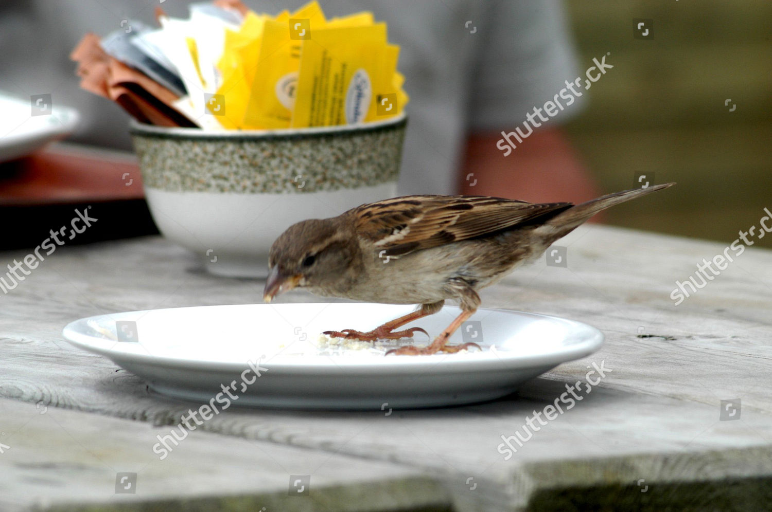 Little Bird Eating Out Plate Isles Editorial Stock Photo - Stock Image ...