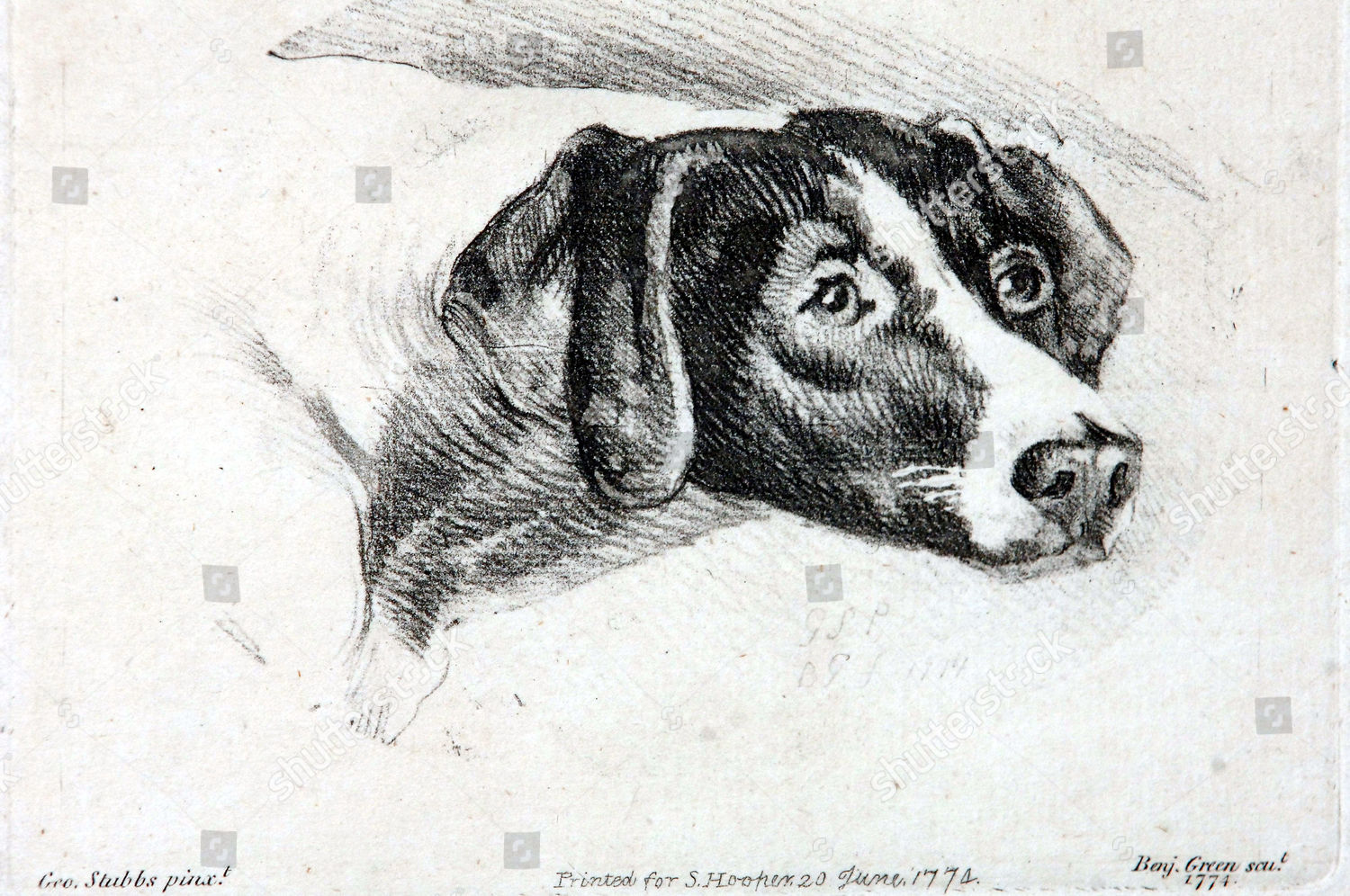 Engraved Work George Stubbs Bonhams Head Editorial Stock Photo - Stock ...