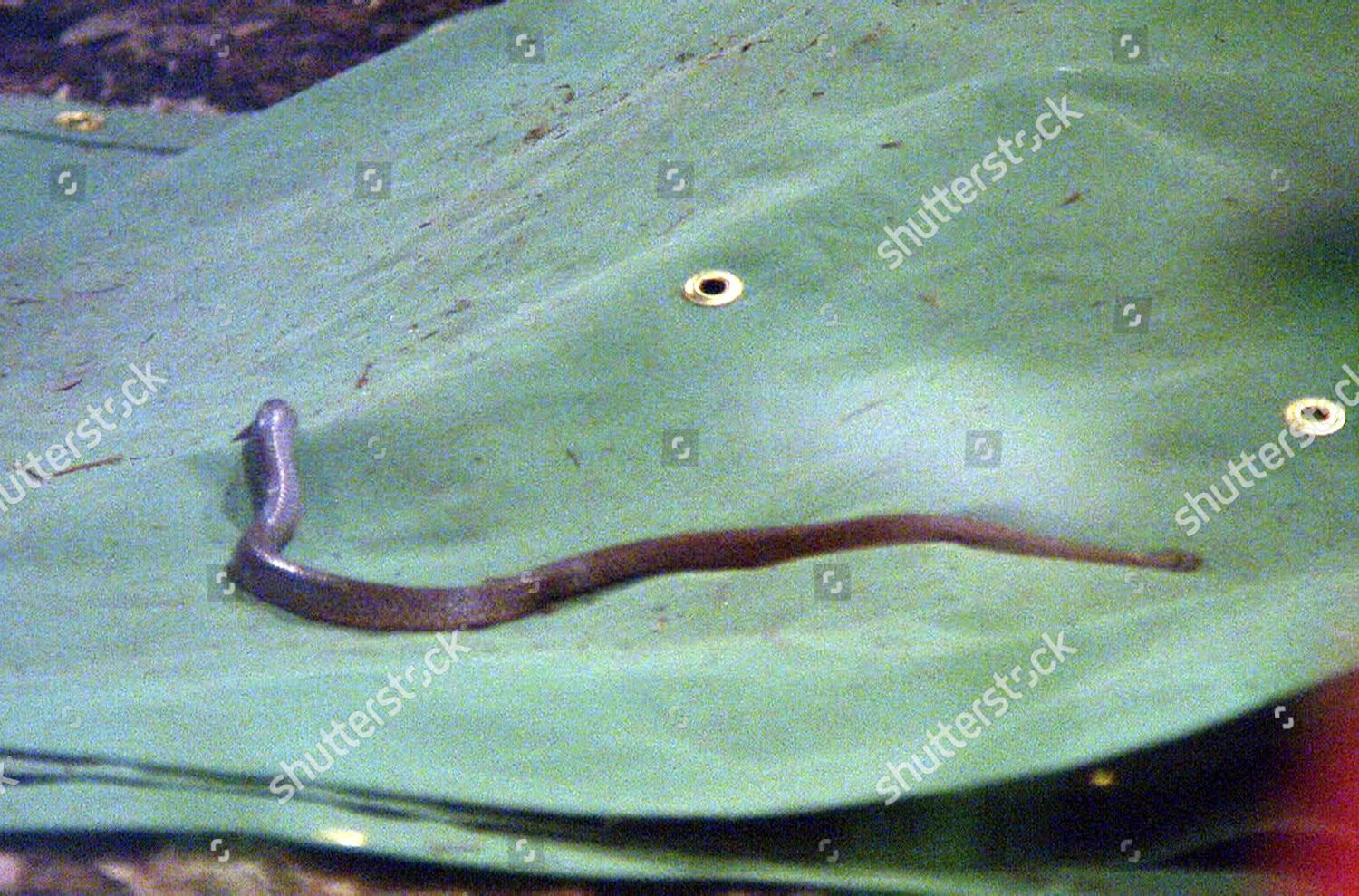 Snake Camp Editorial Stock Photo - Stock Image | Shutterstock