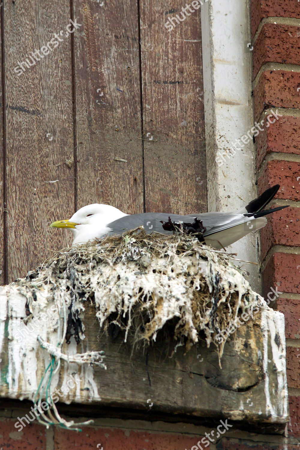 Gull Nesting On Window Ledge Scarborough Editorial Stock Photo - Stock ...