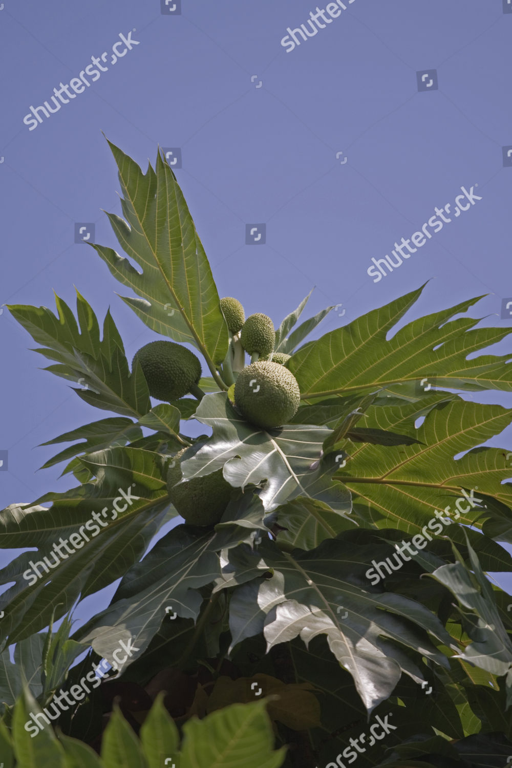 Breadfruit Tree Artocarpus Altilis Artocarpus Communis Editorial Stock ...