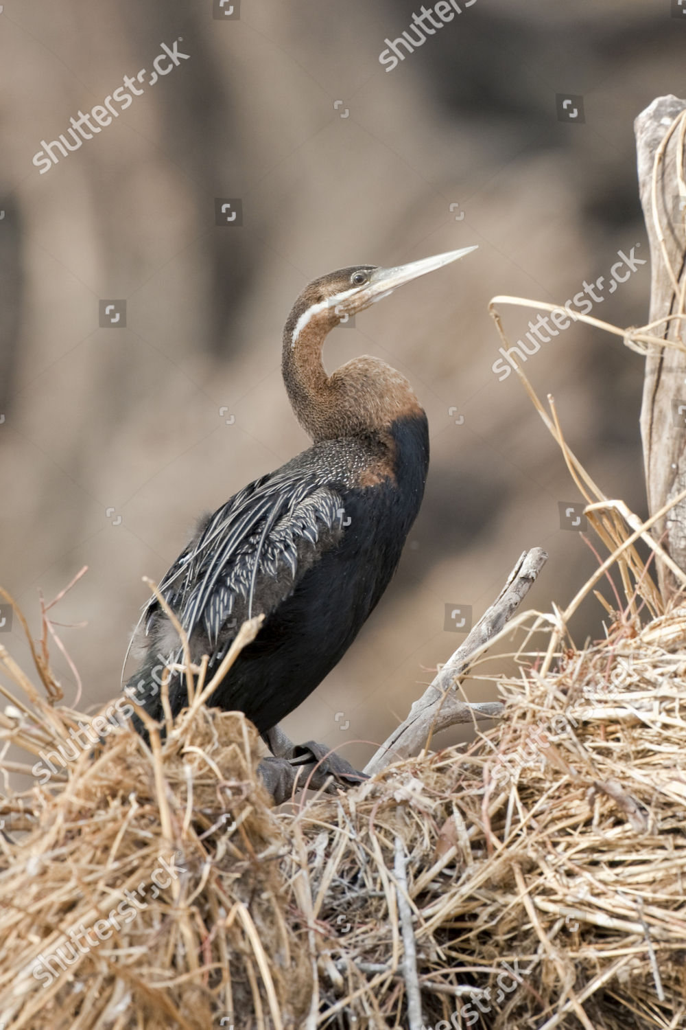 Oriental Darter Indian Darter Snakebird Anhinga Editorial Stock Photo ...