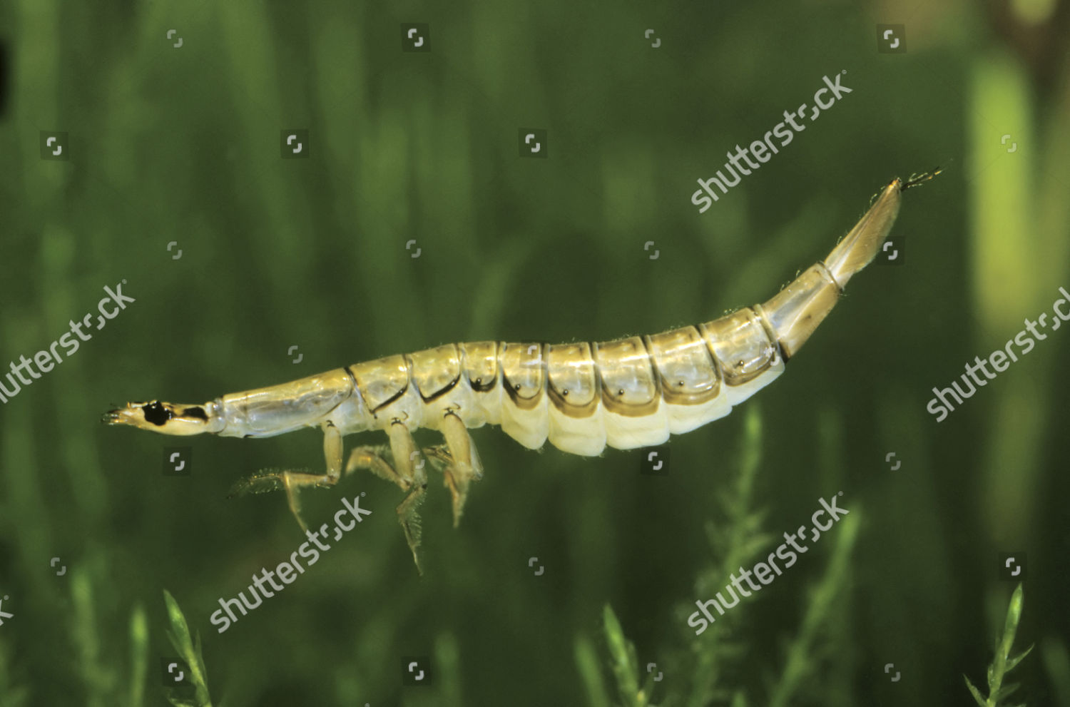 Acilius Sulcatus Beetle Acilius Sulcatus Larva Editorial Stock Photo ...