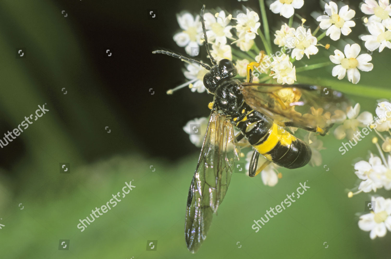 Sawfly Tenthredo Temula Visiting Flower Editorial Stock Photo - Stock ...