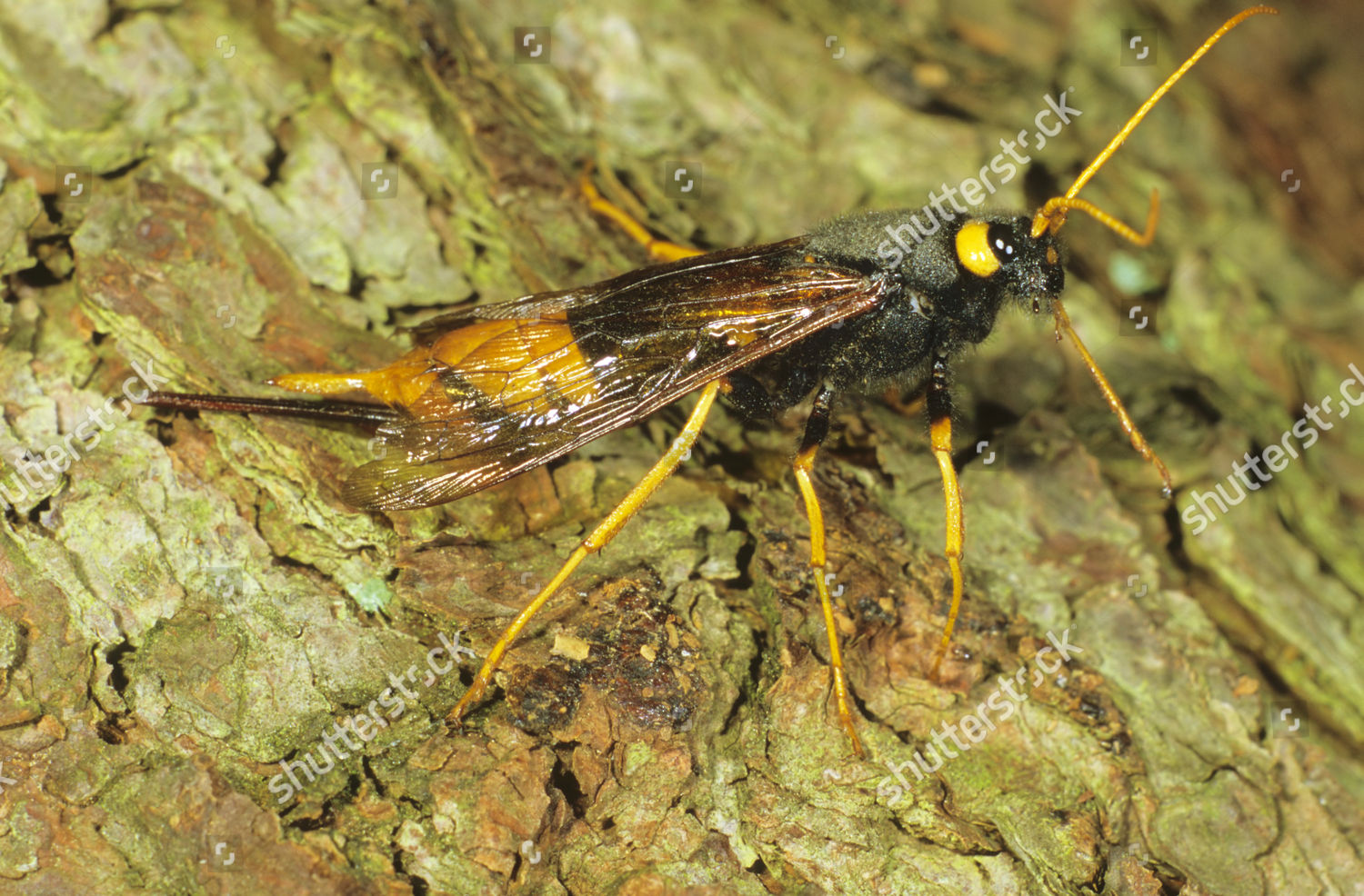 Giant Woodwasp Banded Horntail Greater Horntail Editorial Stock Photo ...