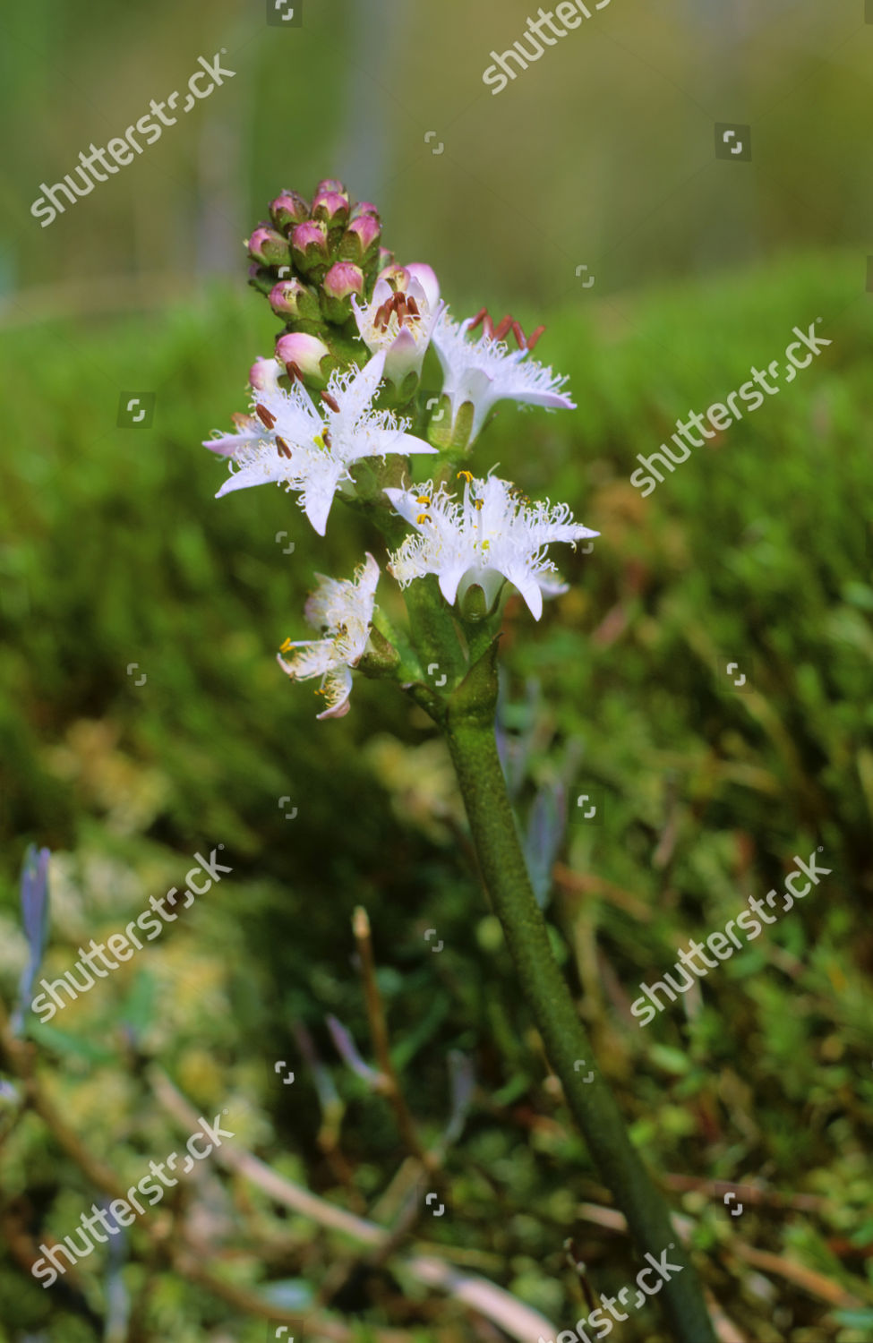 Bogbean Buckbean Menyanthes Trifoliata Editorial Stock Photo - Stock ...