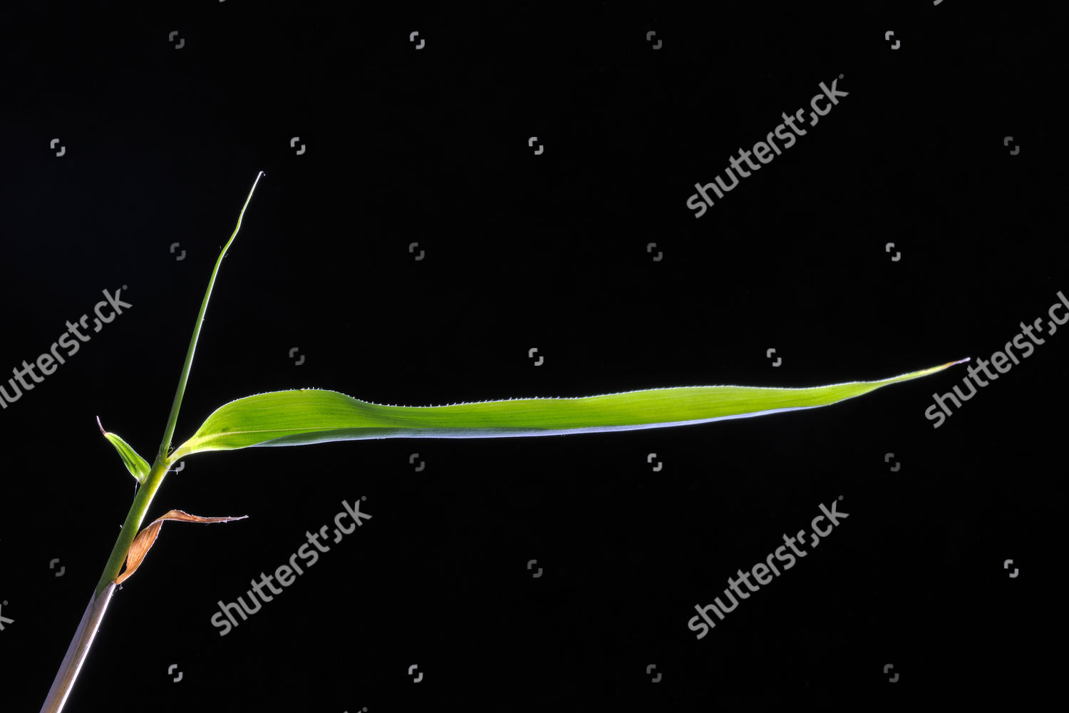Young Bamboo Shoot Bambusa Spec Backlit Editorial Stock Photo - Stock ...