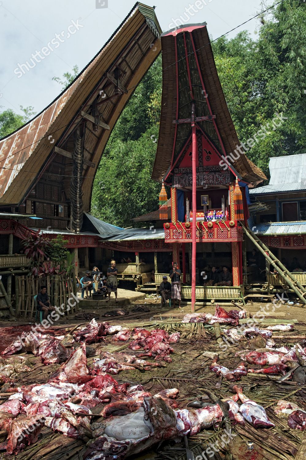 Funeral Ceremony Ritual Slaughter Water Buffaloes Editorial Stock Photo ...