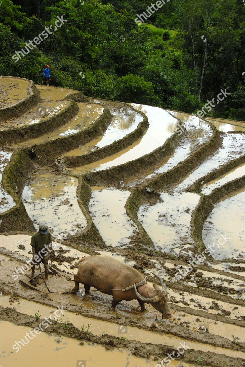 Mountain Paddy Irrigated Rice Terraces Farmer Editorial Stock Photo ...