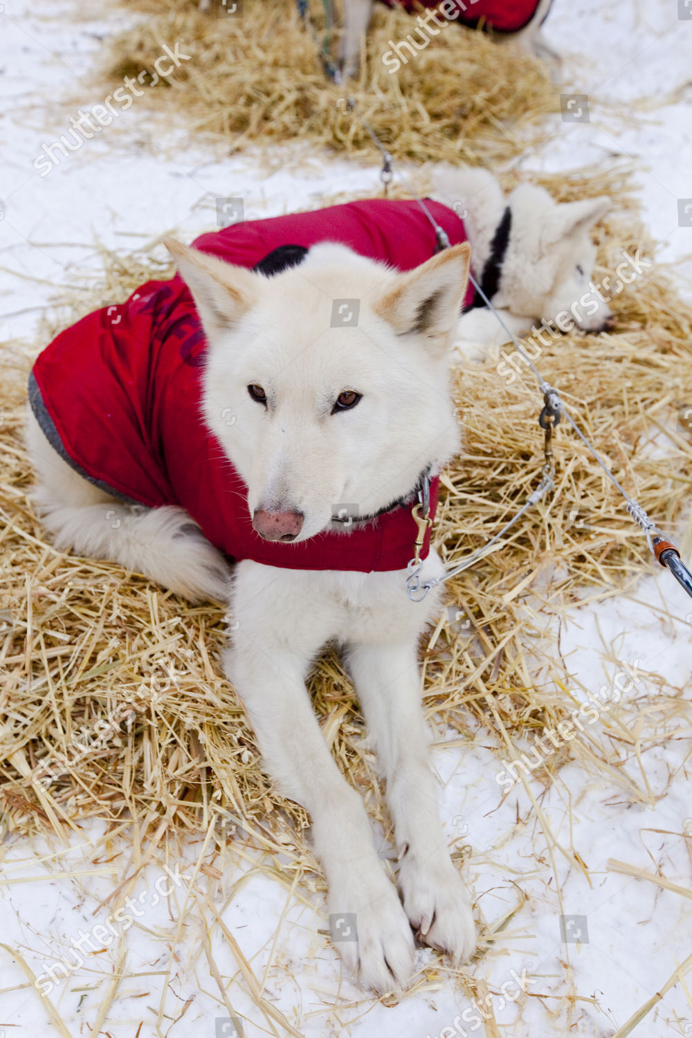 White Sled Dog Dog Coat Resting Editorial Stock Photo - Stock Image ...