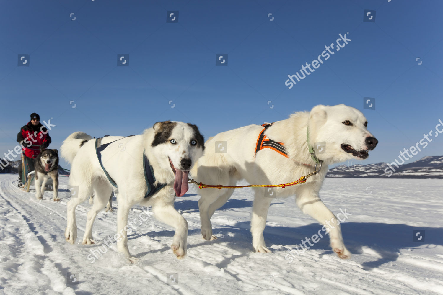 Model Released Two White Leaders Lead Editorial Stock Photo - Stock ...