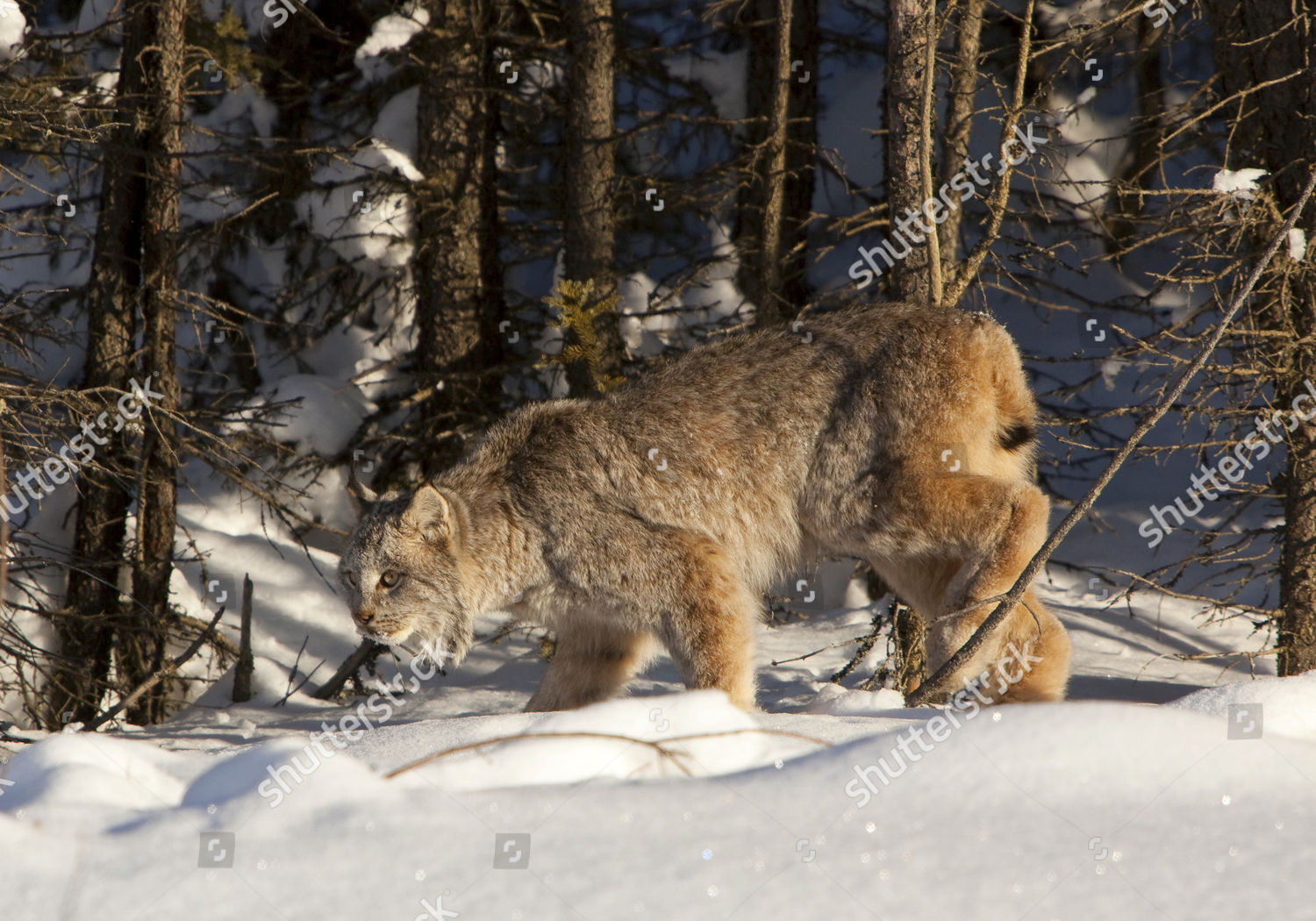 Canadian Lynx Lynx Canadensis Yukon Territory Editorial Stock Photo ...