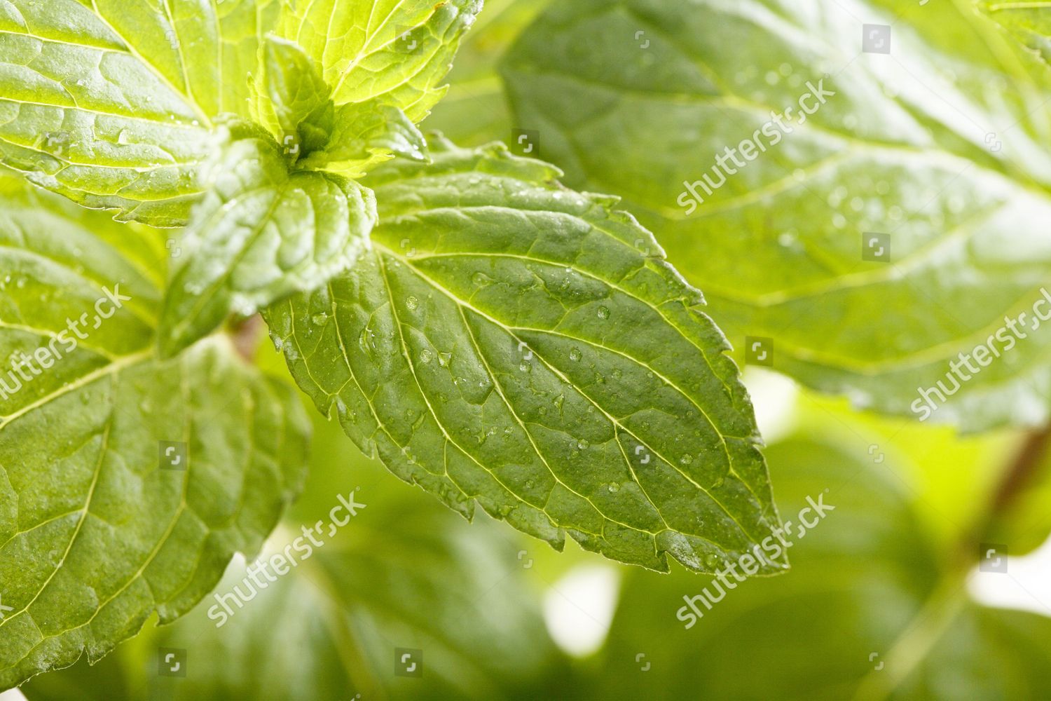 Mint Editorial Stock Photo - Stock Image | Shutterstock