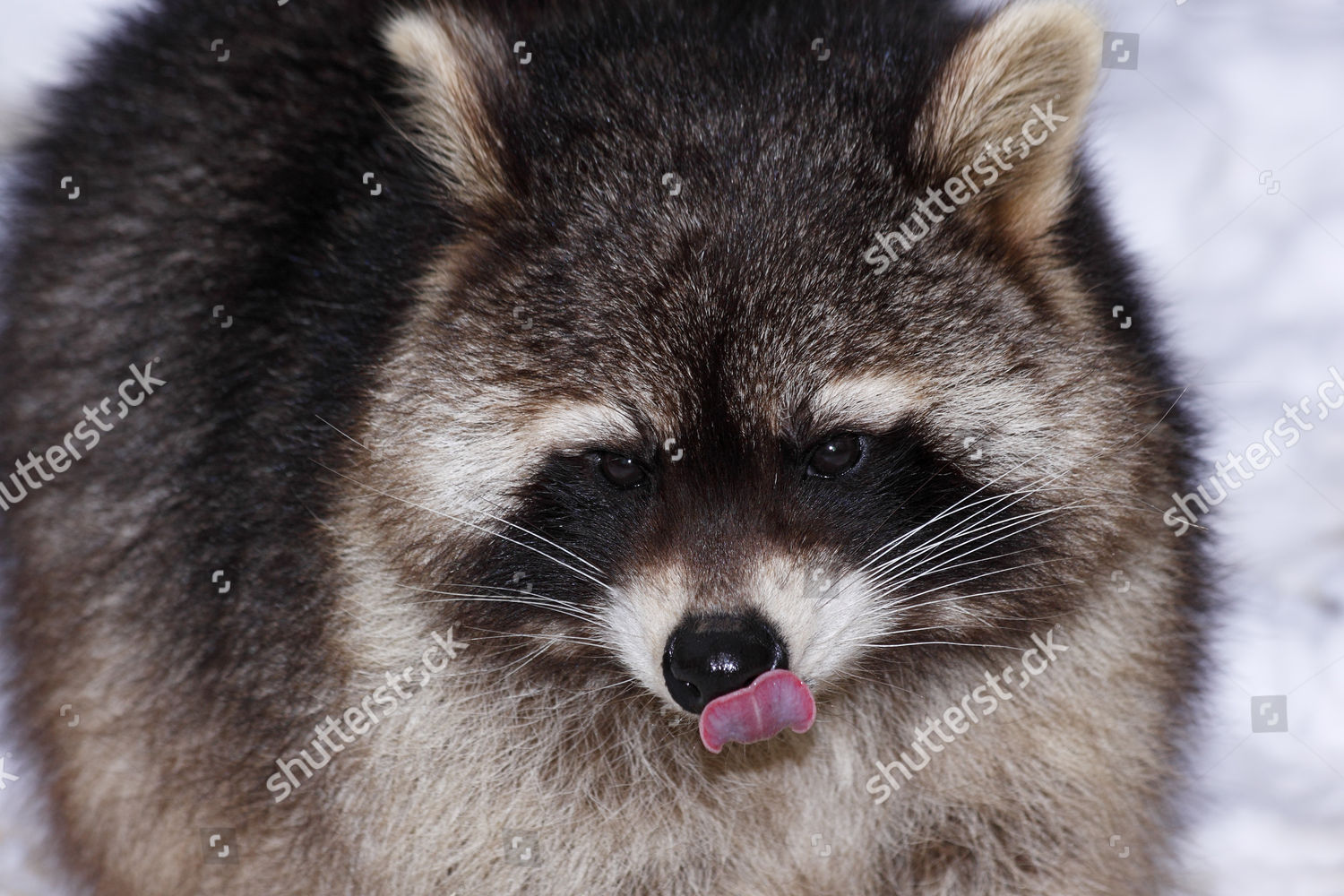 Raccoon Procyon Lotor Winter Licking Nose Editorial Stock Photo - Stock ...