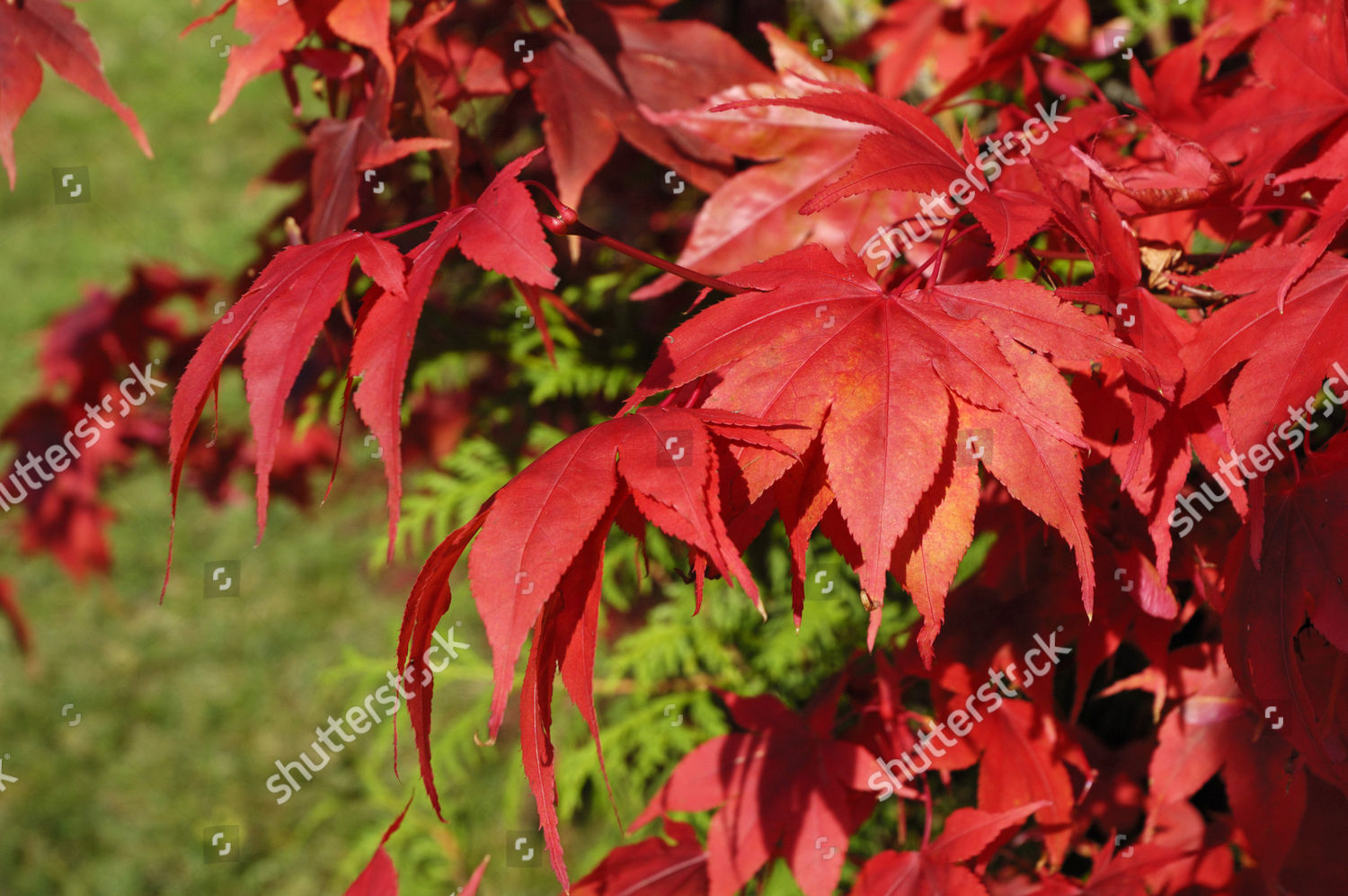 Downy Japanese Maple Fullmoon Maple Acer Editorial Stock Photo - Stock ...