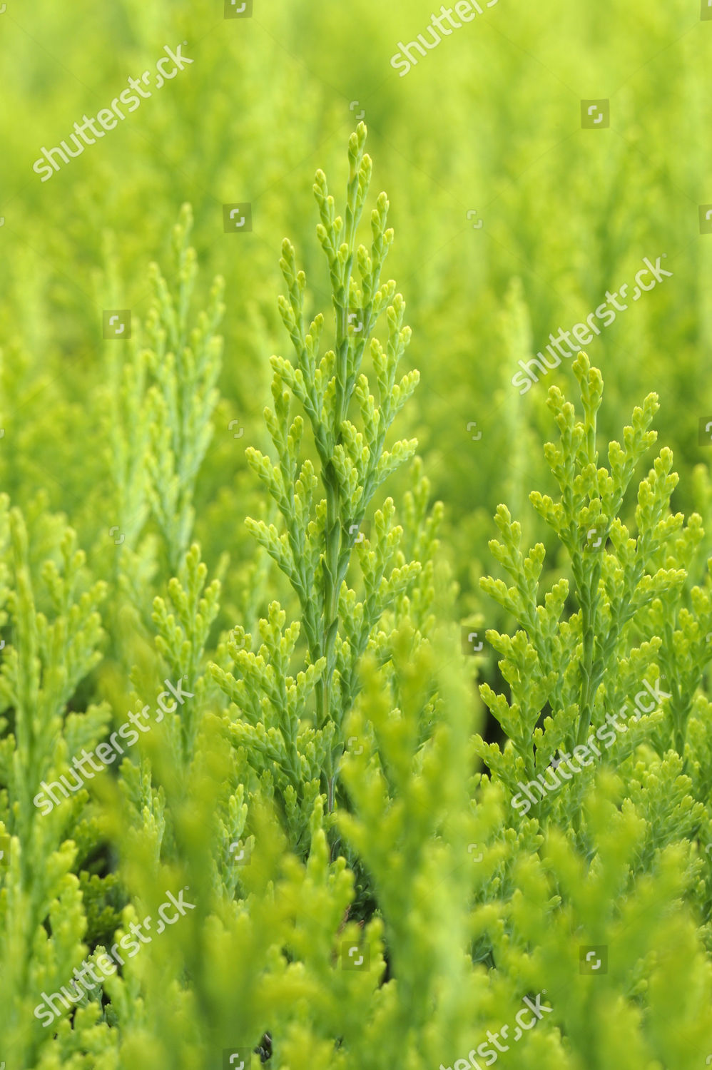 Branches Thuja Tree Thuja Sp Editorial Stock Photo - Stock Image ...