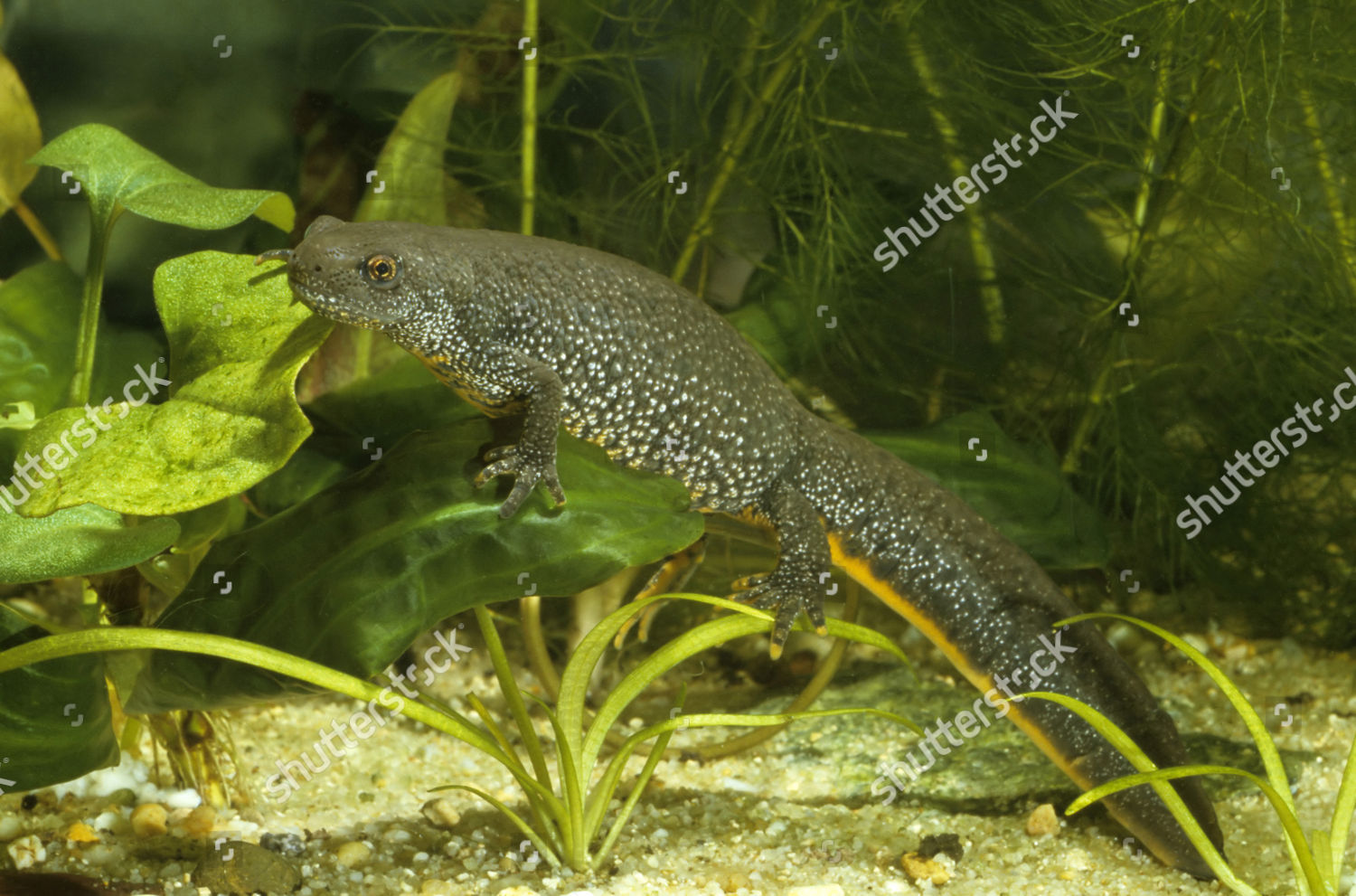 Great Crested Newt Northern Crested Newt Editorial Stock Photo - Stock ...