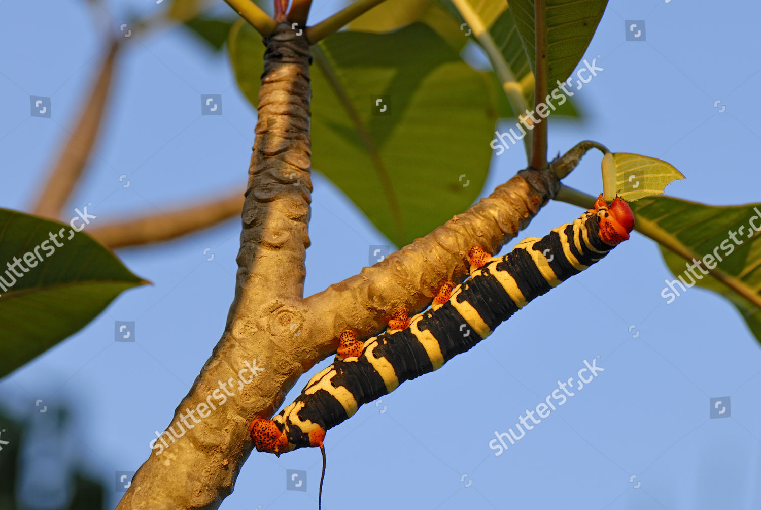 Caterpillar Tetrio Sphinx Moth Pseudosphinx Tetrio Editorial Stock ...