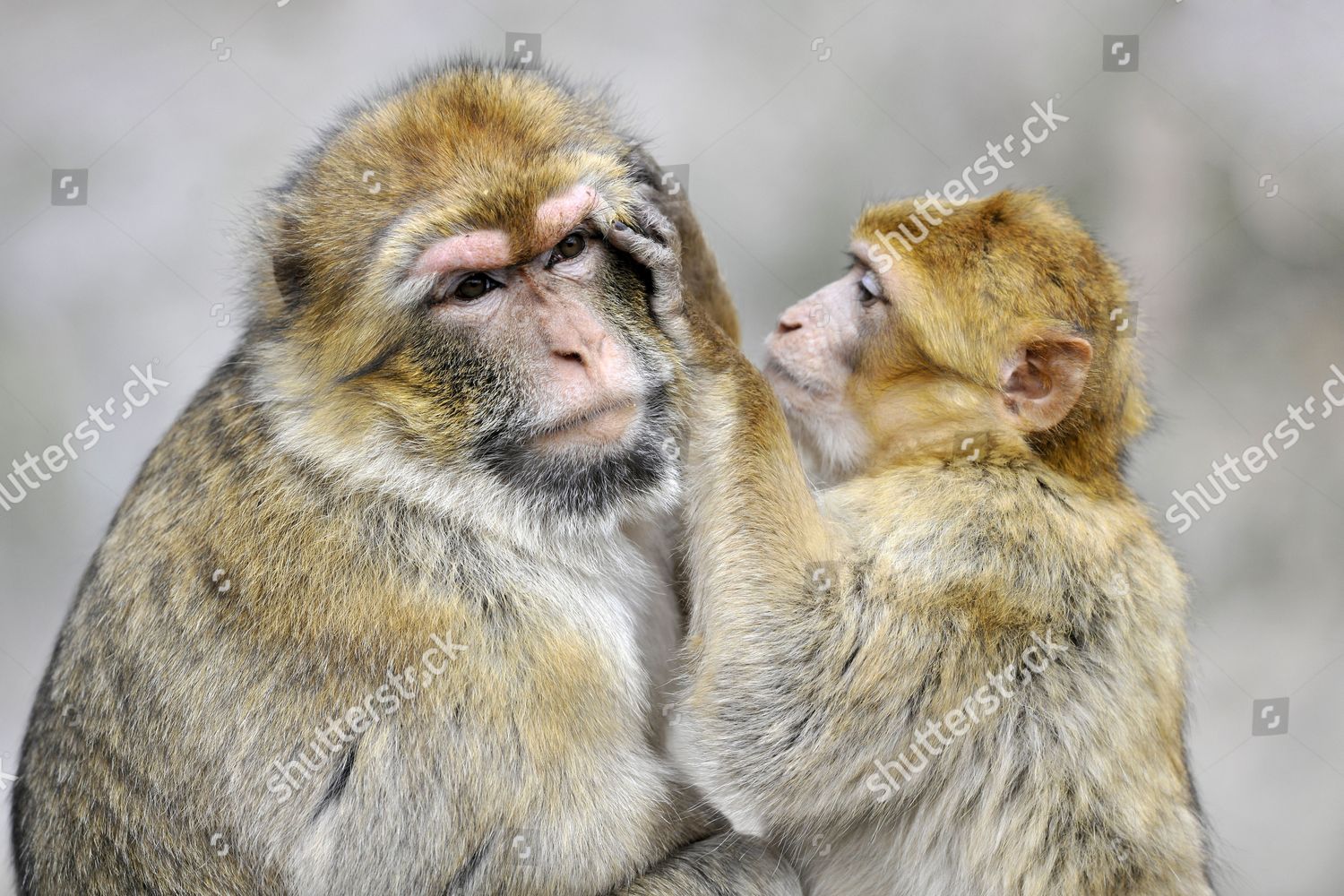 Barbary Macaque Macaca Sylvanus Editorial Stock Photo - Stock Image ...