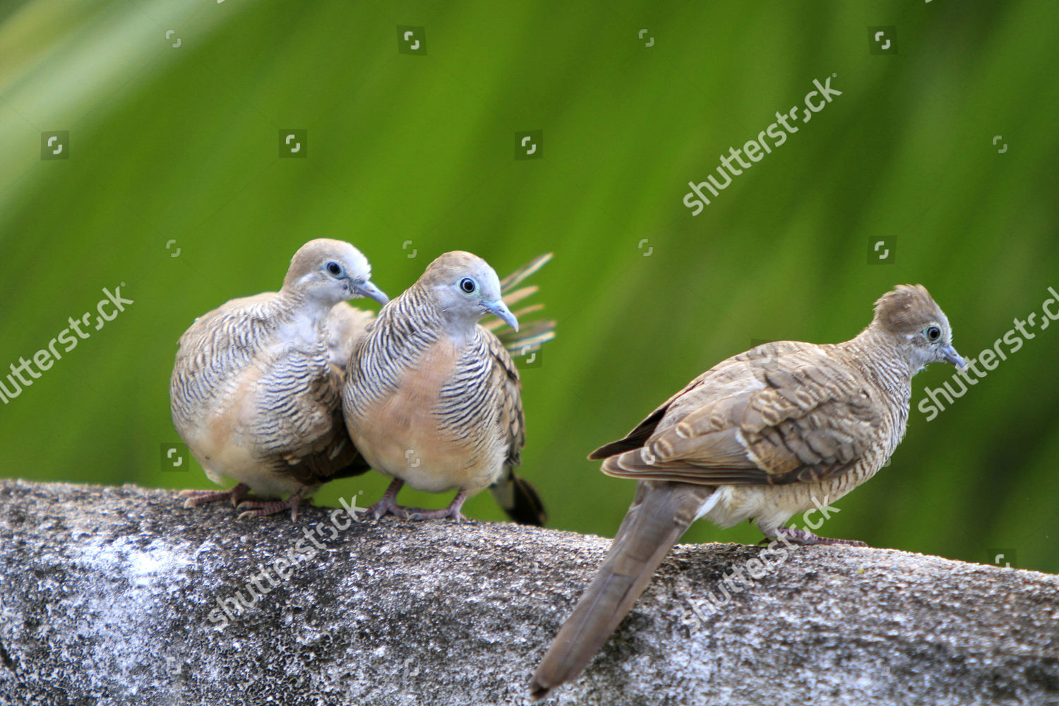 Seychelles Blue Pigeon Seychelles Blue Fruit Editorial Stock Photo ...